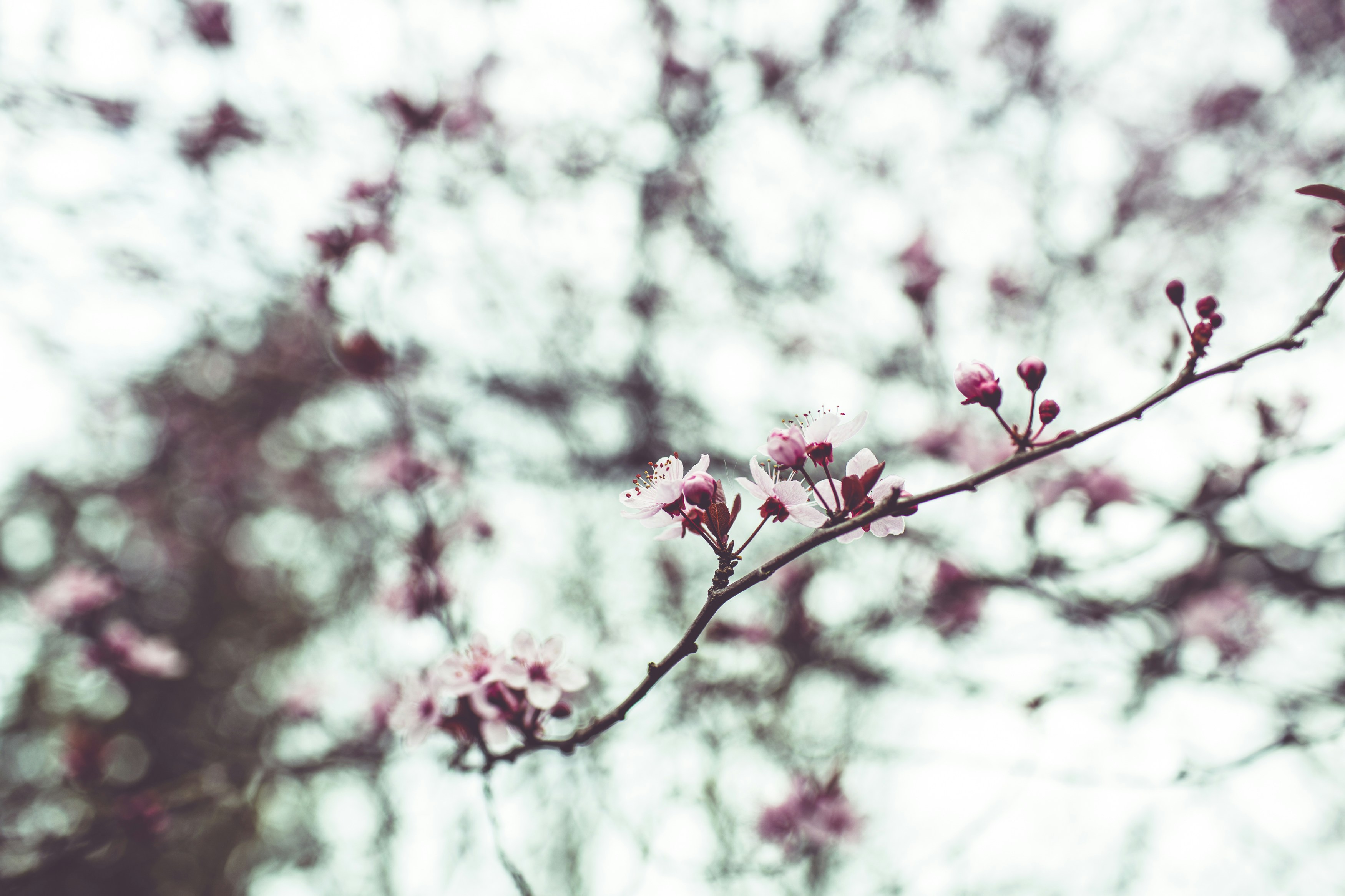 Pink cherry blossoms on a branch with a soft-focus background.