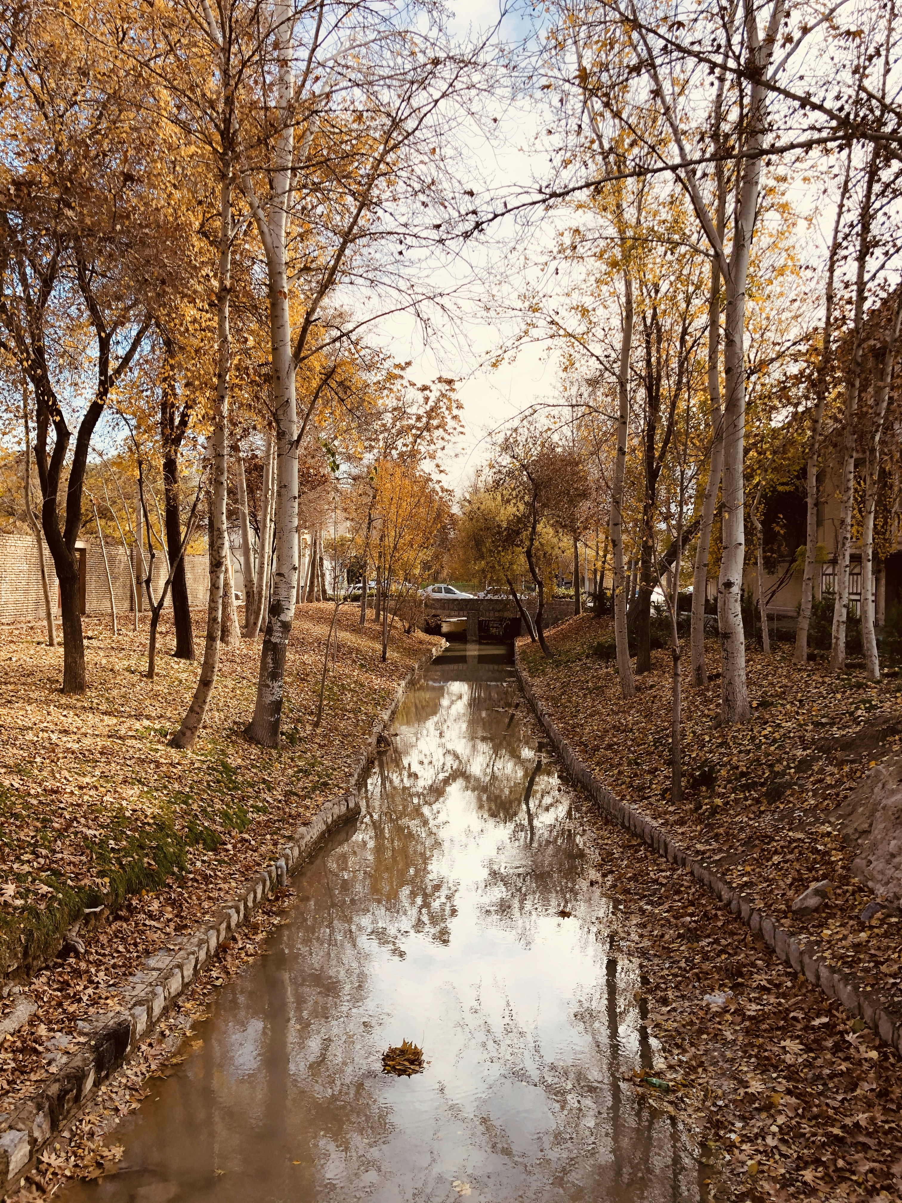 Autumn Canal: Birch-Lined Reflections and a Distant Bridge