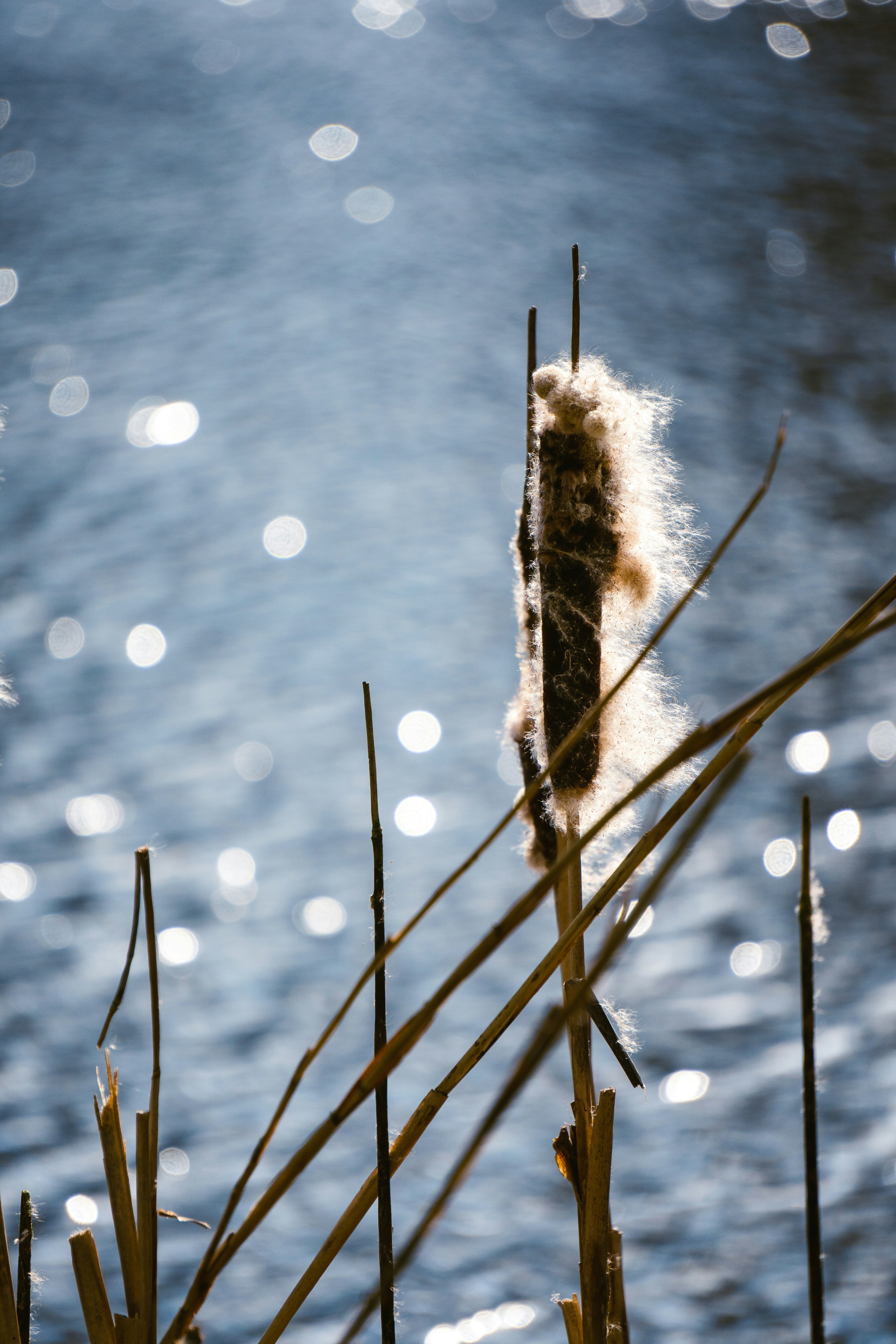 Cattail standing tall against a shimmering water backdrop, illuminated by soft sunlight. The delicate fluff contrasts beautifully with the vibrant blue tones of the water.