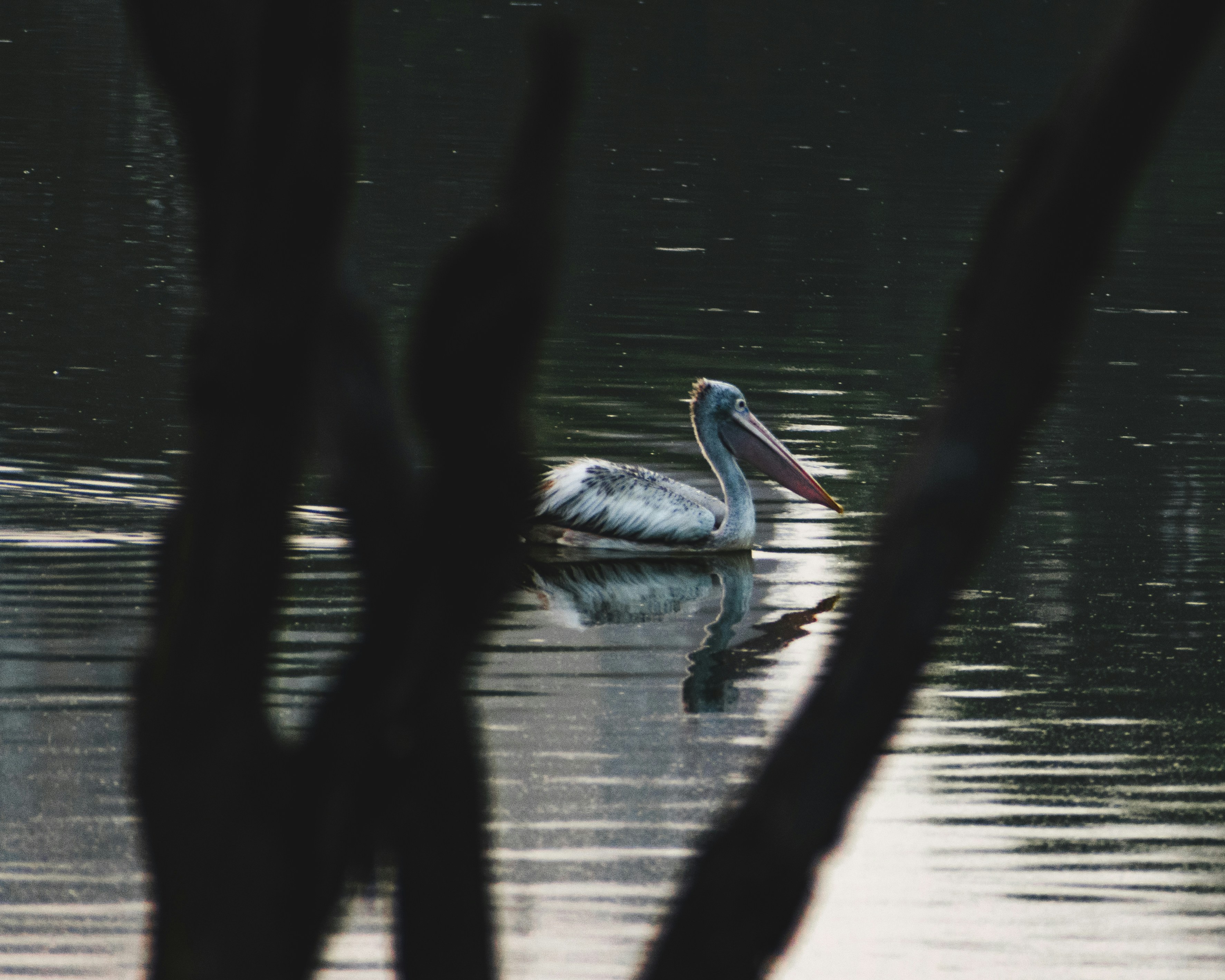 A pelican glides gracefully across a tranquil lake, framed by dark silhouettes of trees. Its reflection ripples gently on the water's surface.