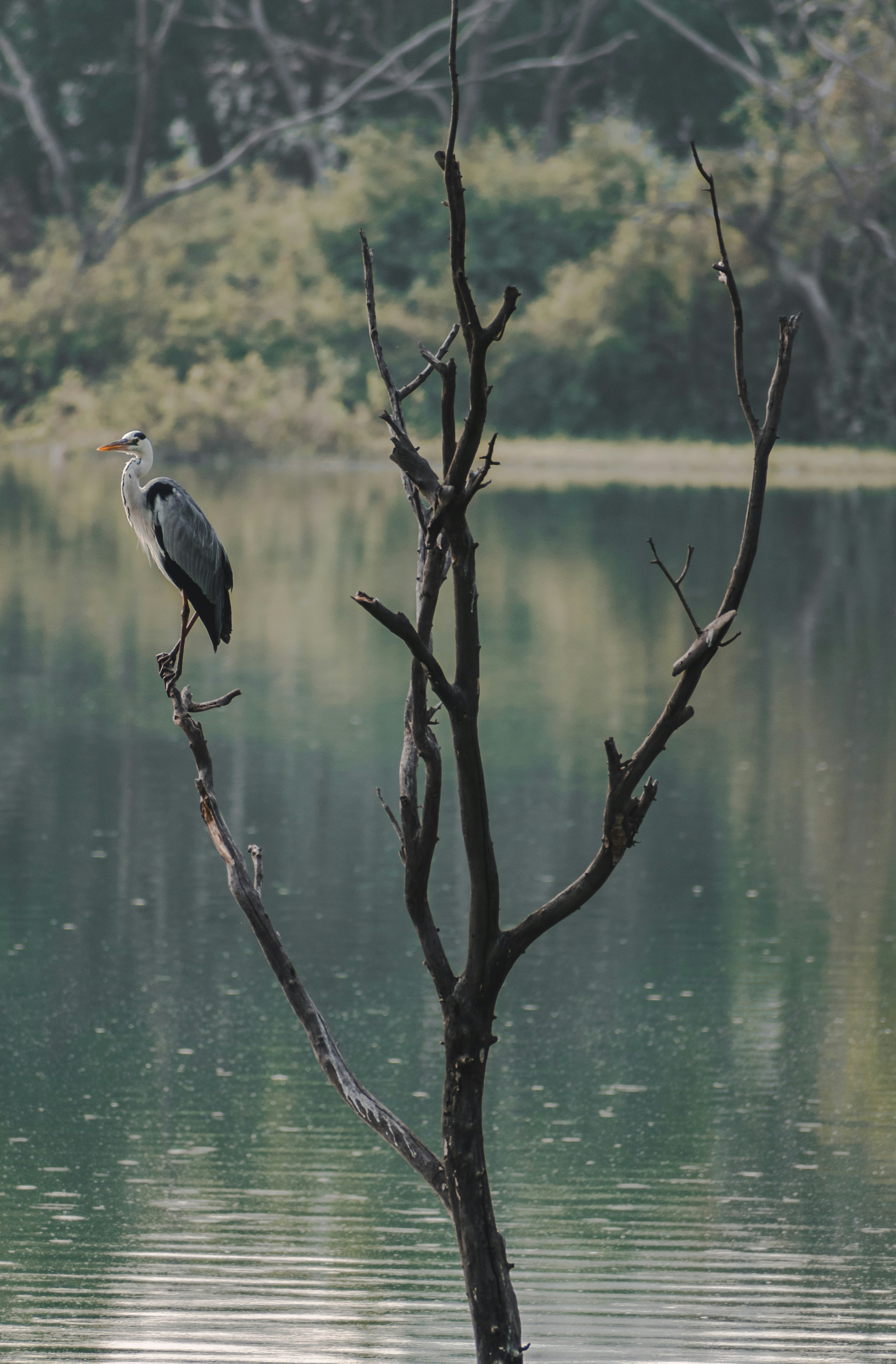 A heron stands poised on a barren branch above a tranquil lake, surrounded by soft reflections of greenery. The serene atmosphere highlights the bird's elegance.