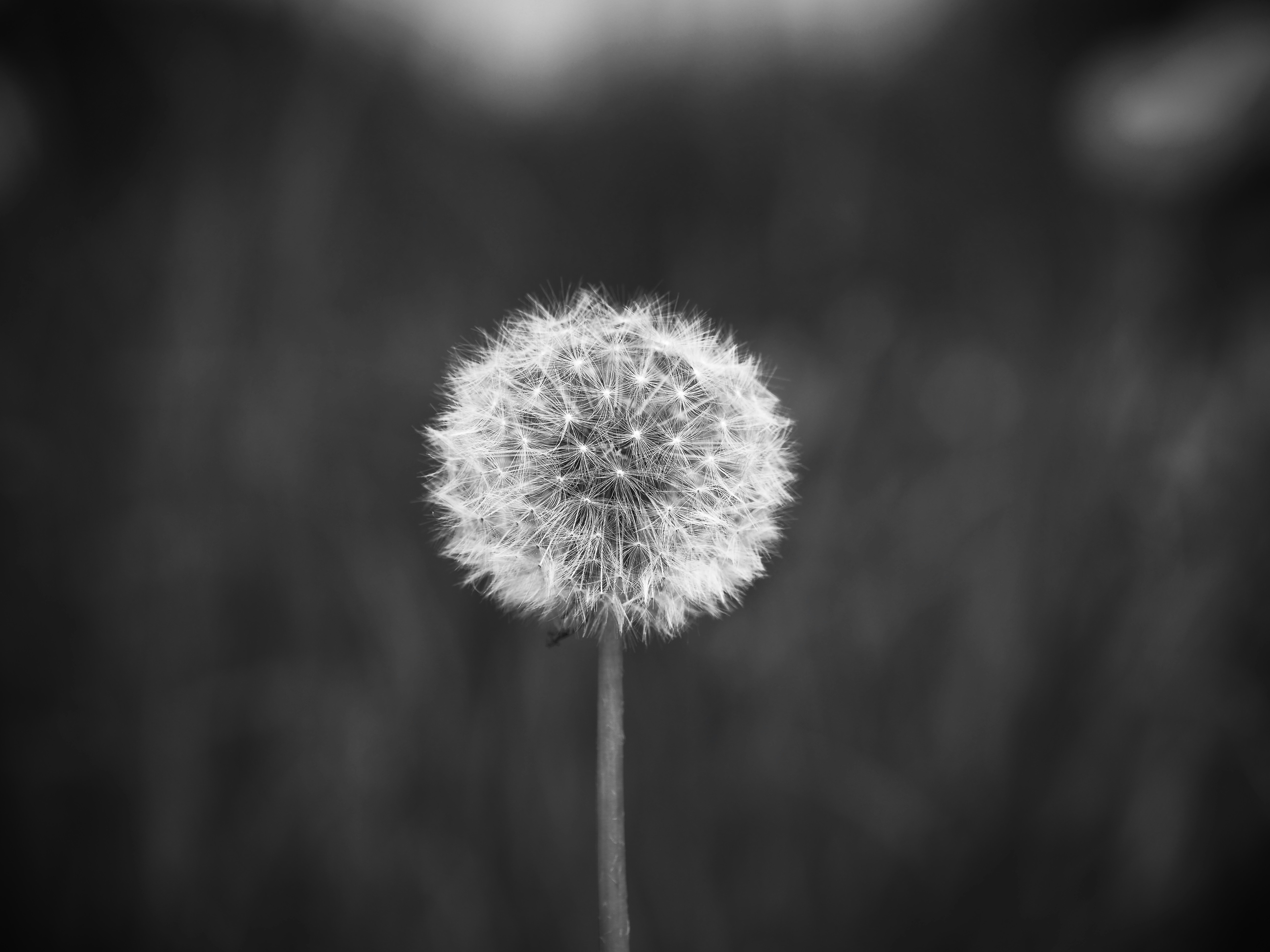 Solitary Dandelion Dreamscape