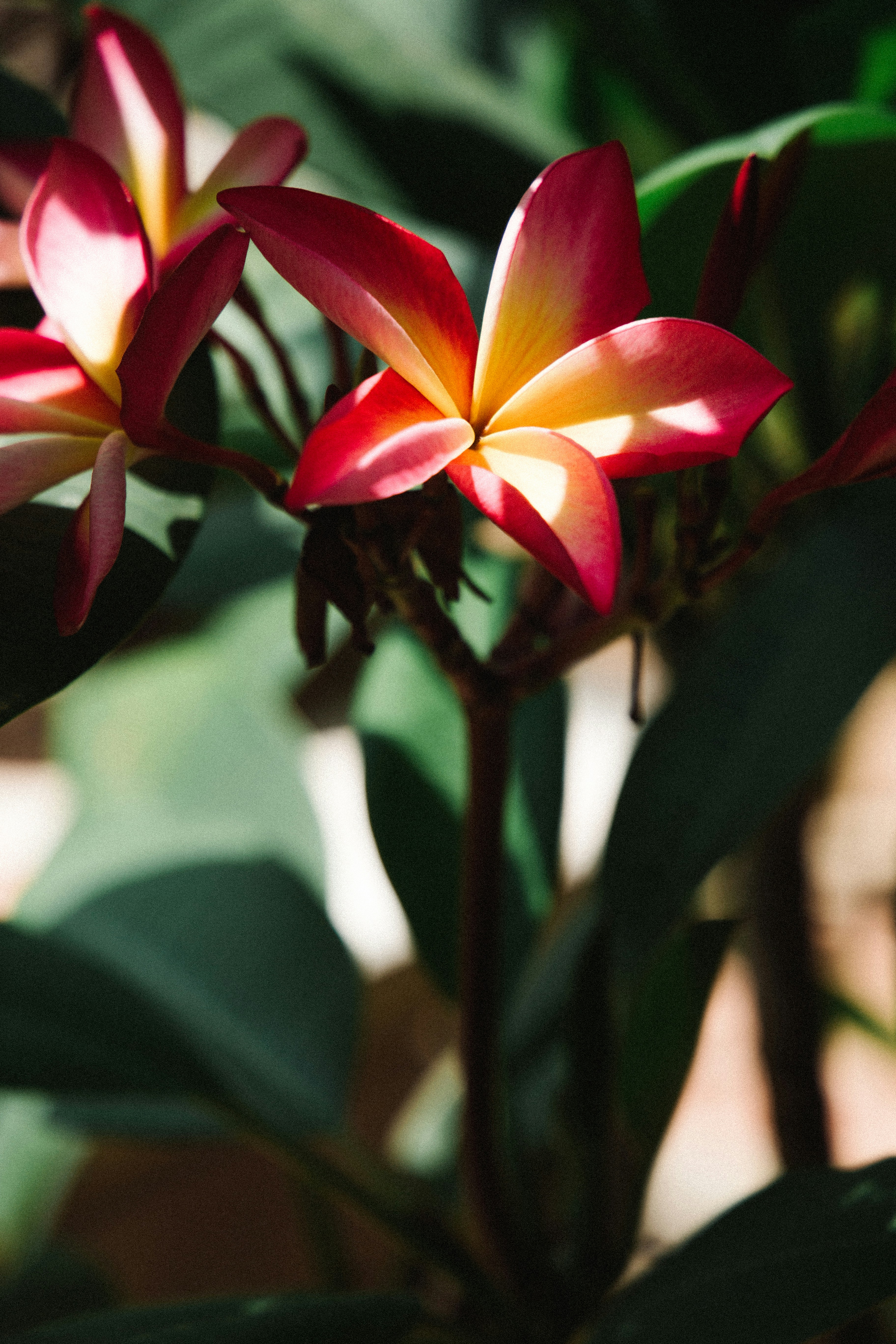 Fleur rouge et jaune en gros plan photo – Photo Plante Gratuite sur ...