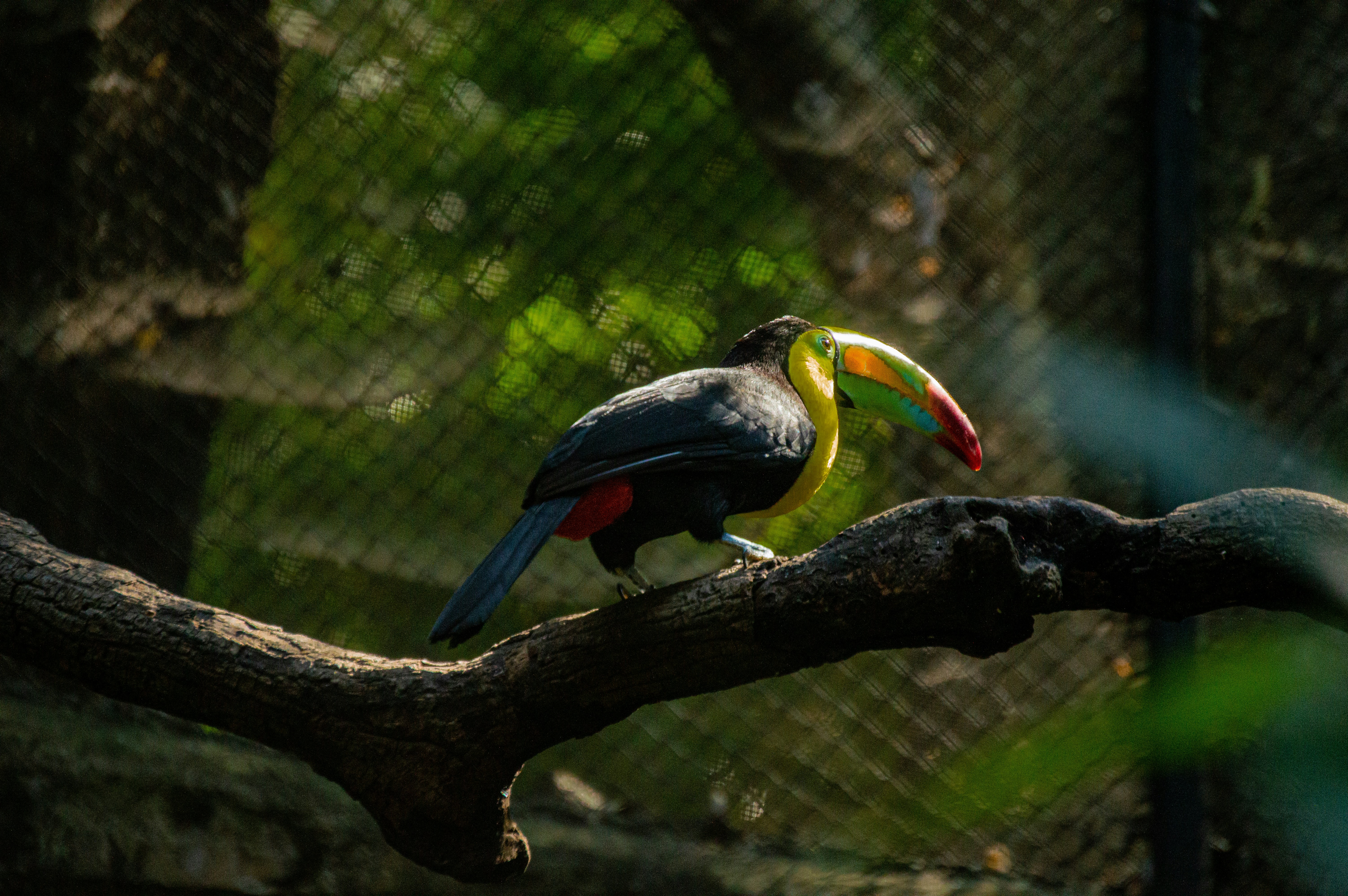 Toucan with a colorful beak perched on a branch in a shaded forest enclosure.