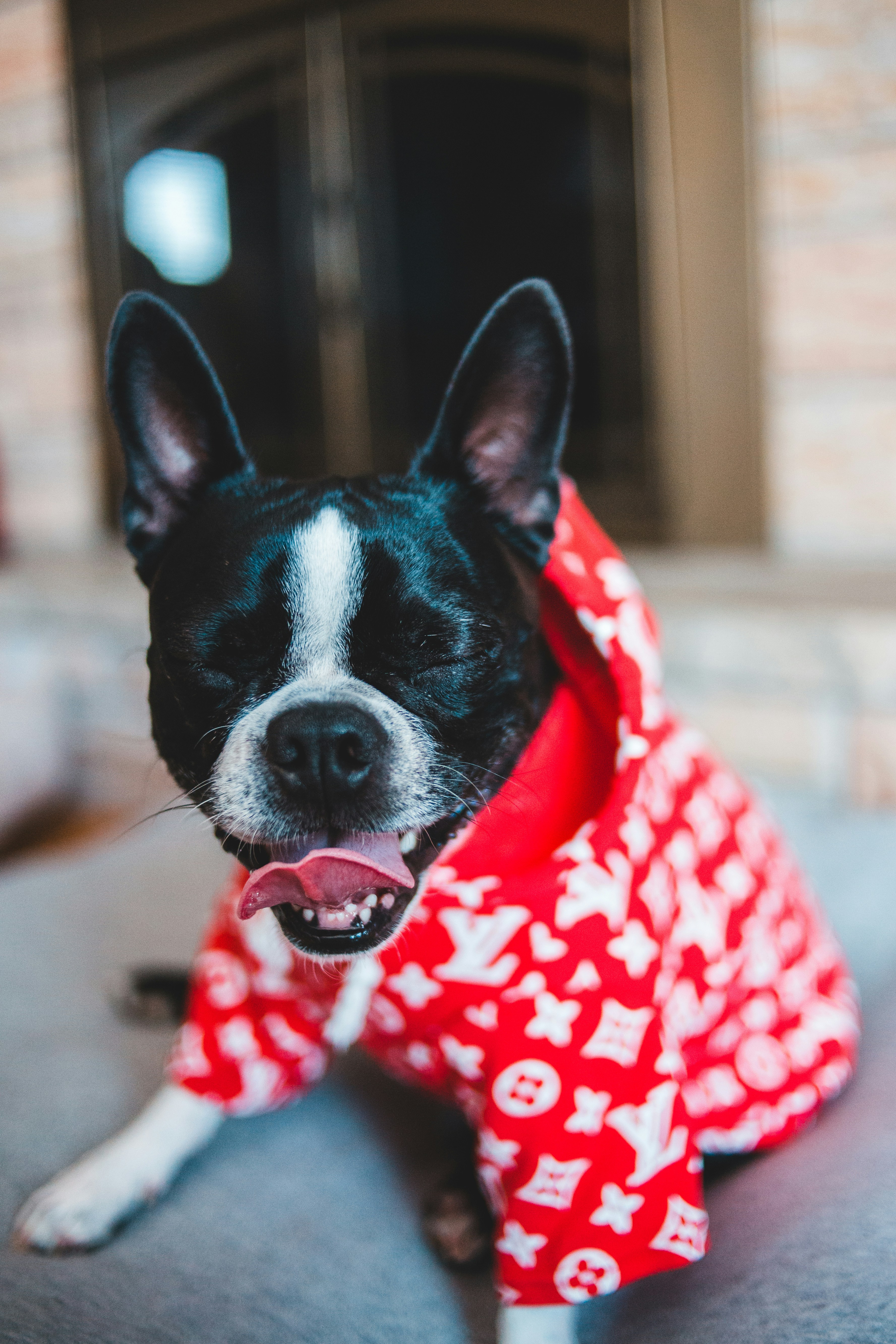 Cozy on the Porch: Boston Terrier in a Scarlet Snowflake Hoodie