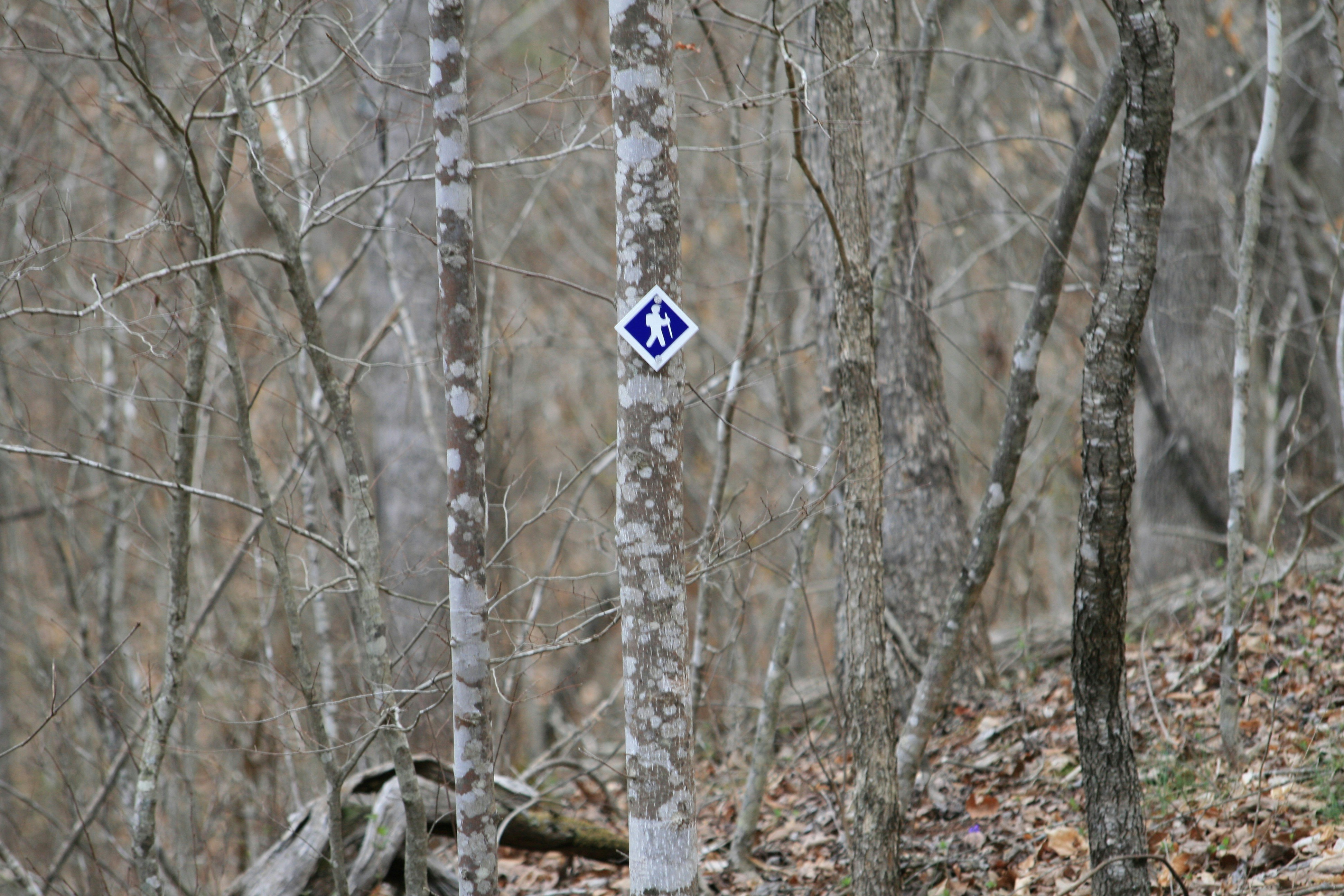 white and black no smoking sign on brown tree