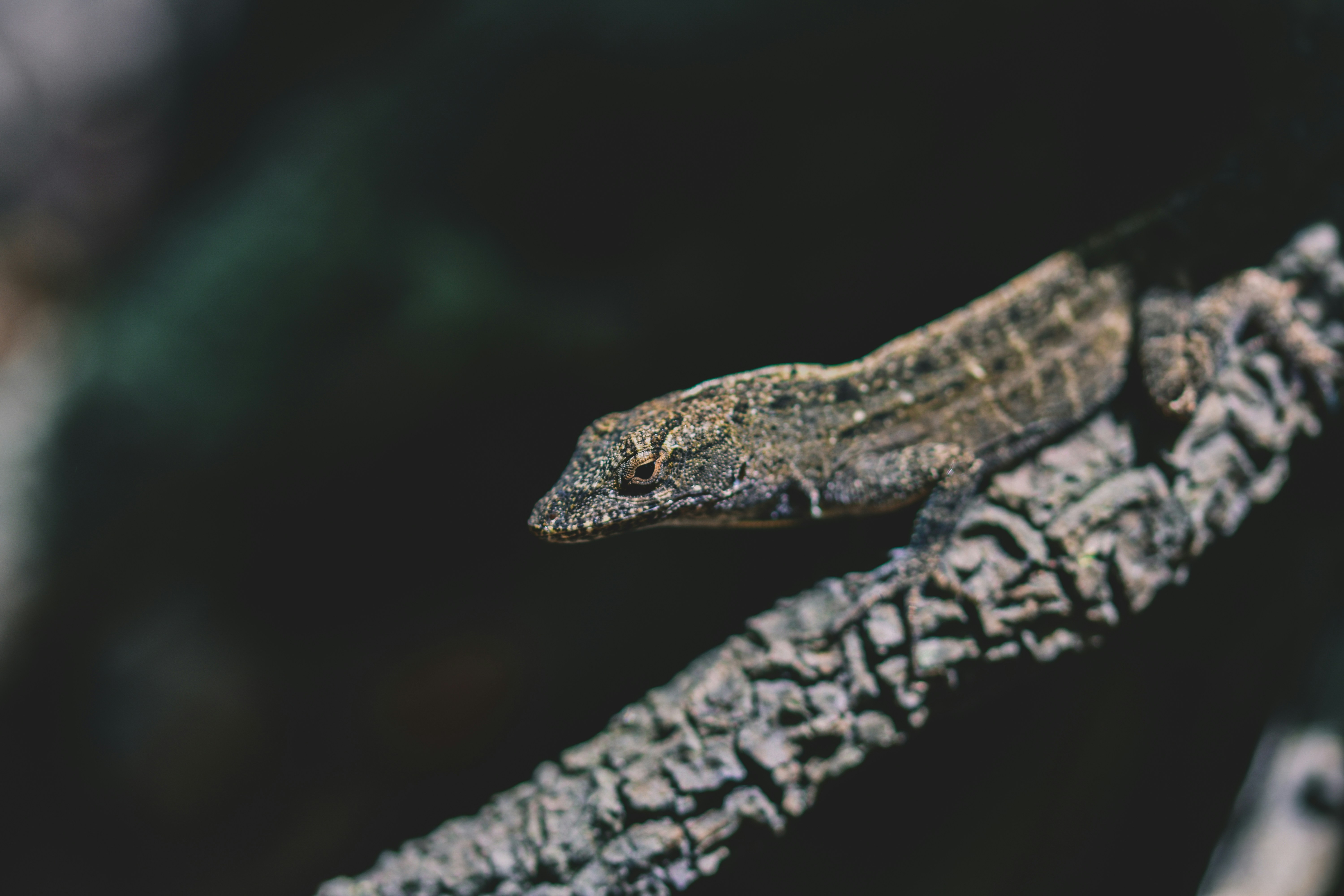 Camouflage at Close Range: A Macro Portrait of a Lizard on Weathered Bark