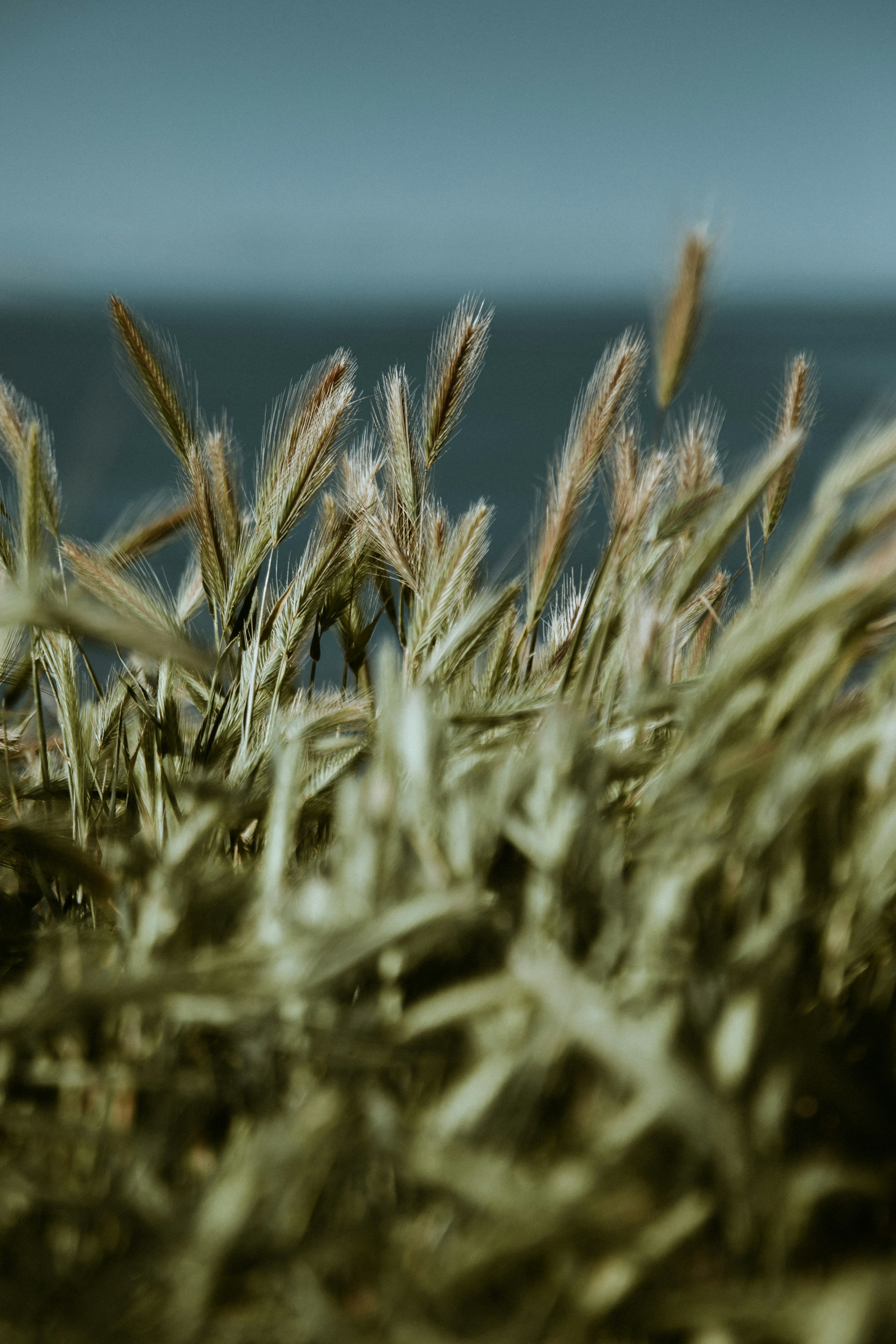 Foxtail Grasses at the Shoreline Horizon