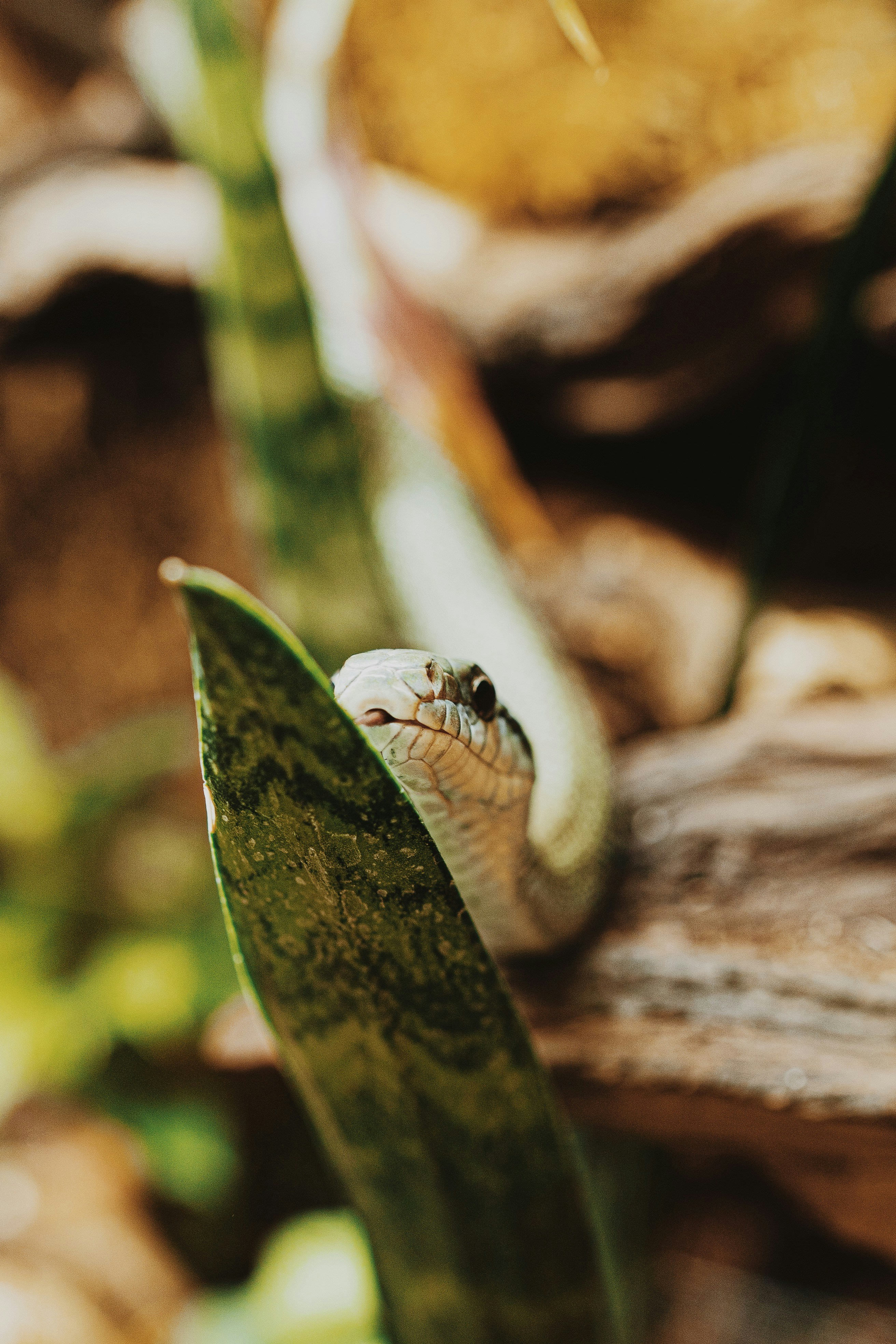 Hidden Snout: A Snake Peeks from the Leaf