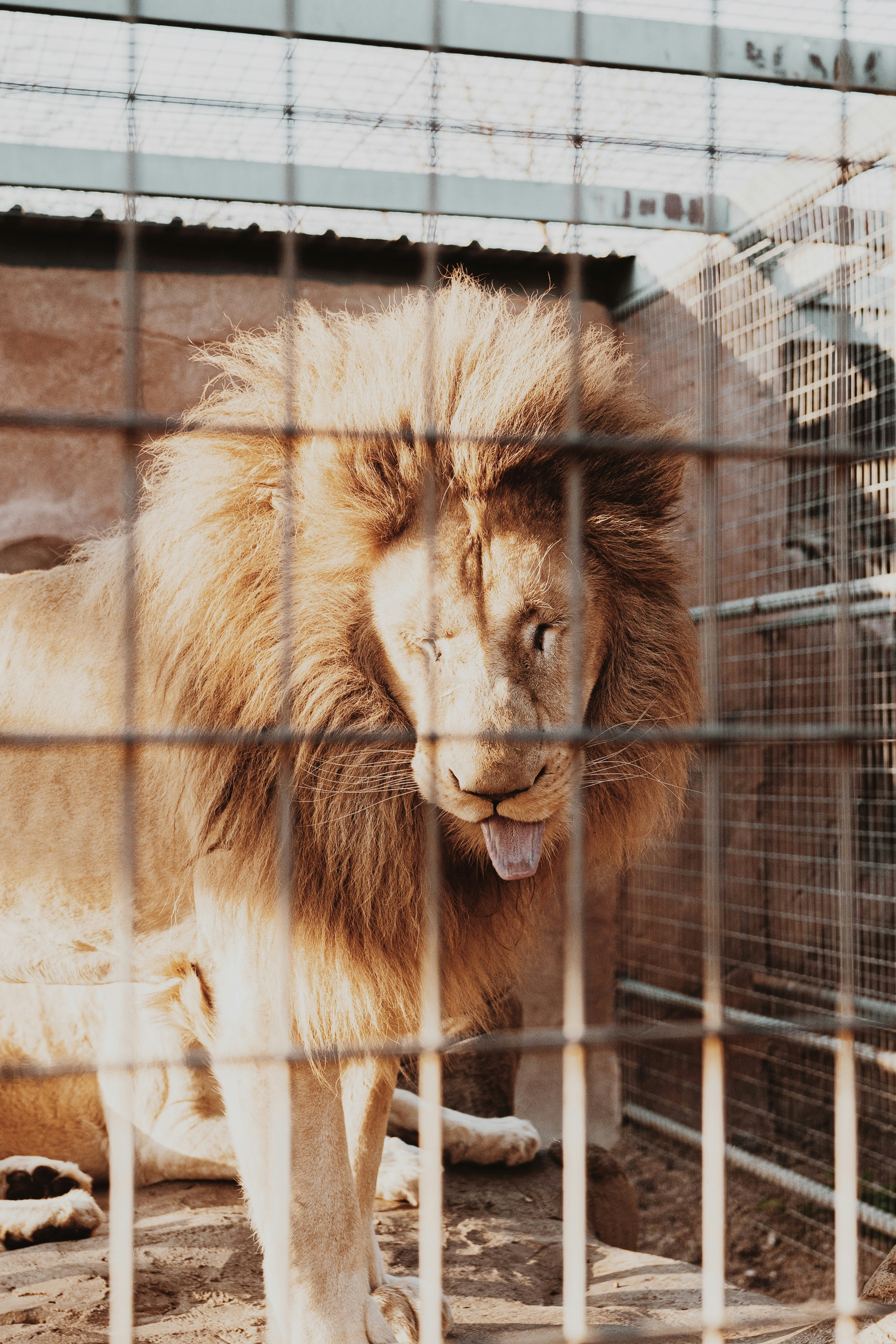 Caged King in Warm Light: Lion Stares Through Bars with Tongue Out