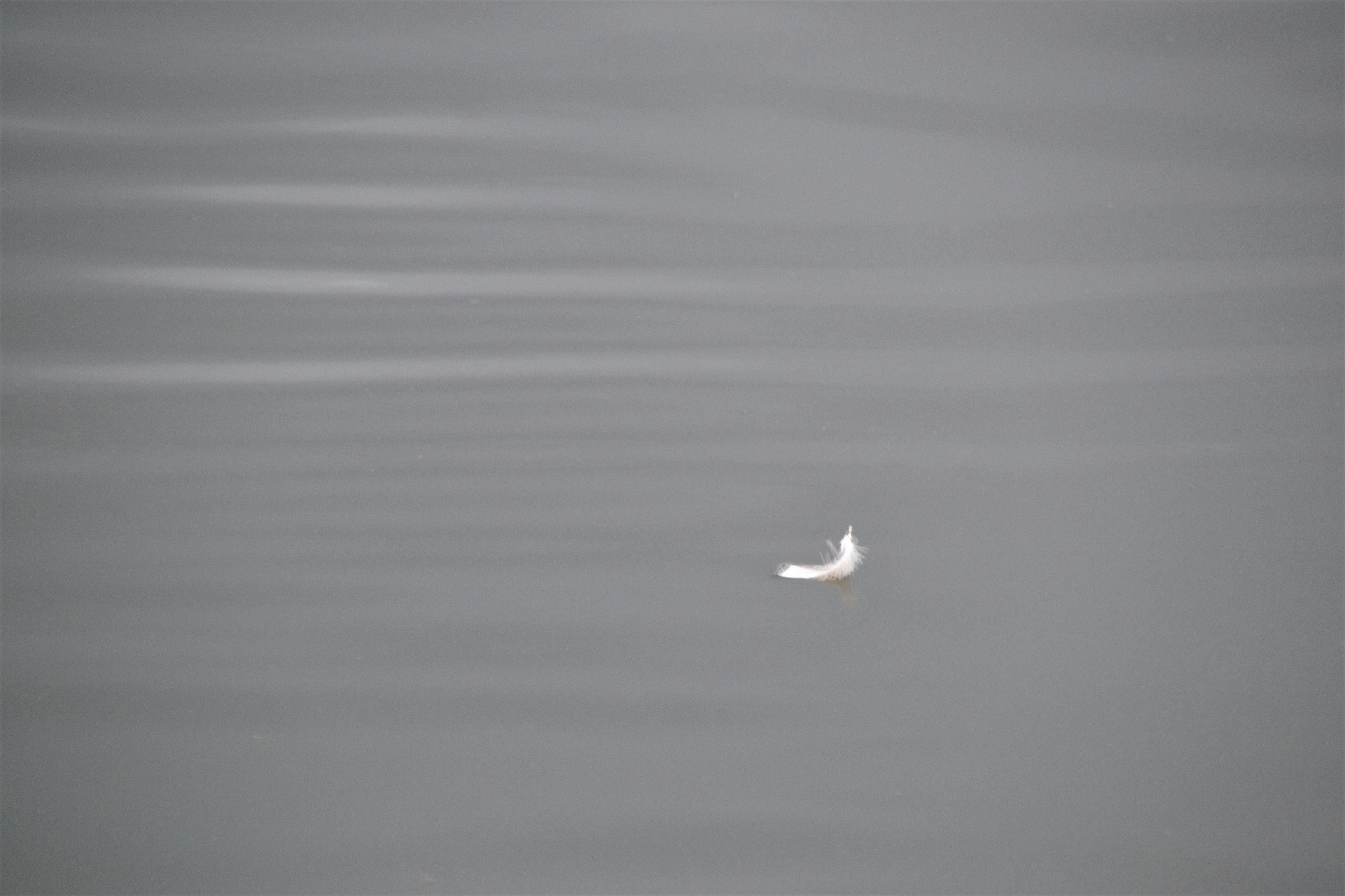 Whisper of a Wing Across Quiet Water