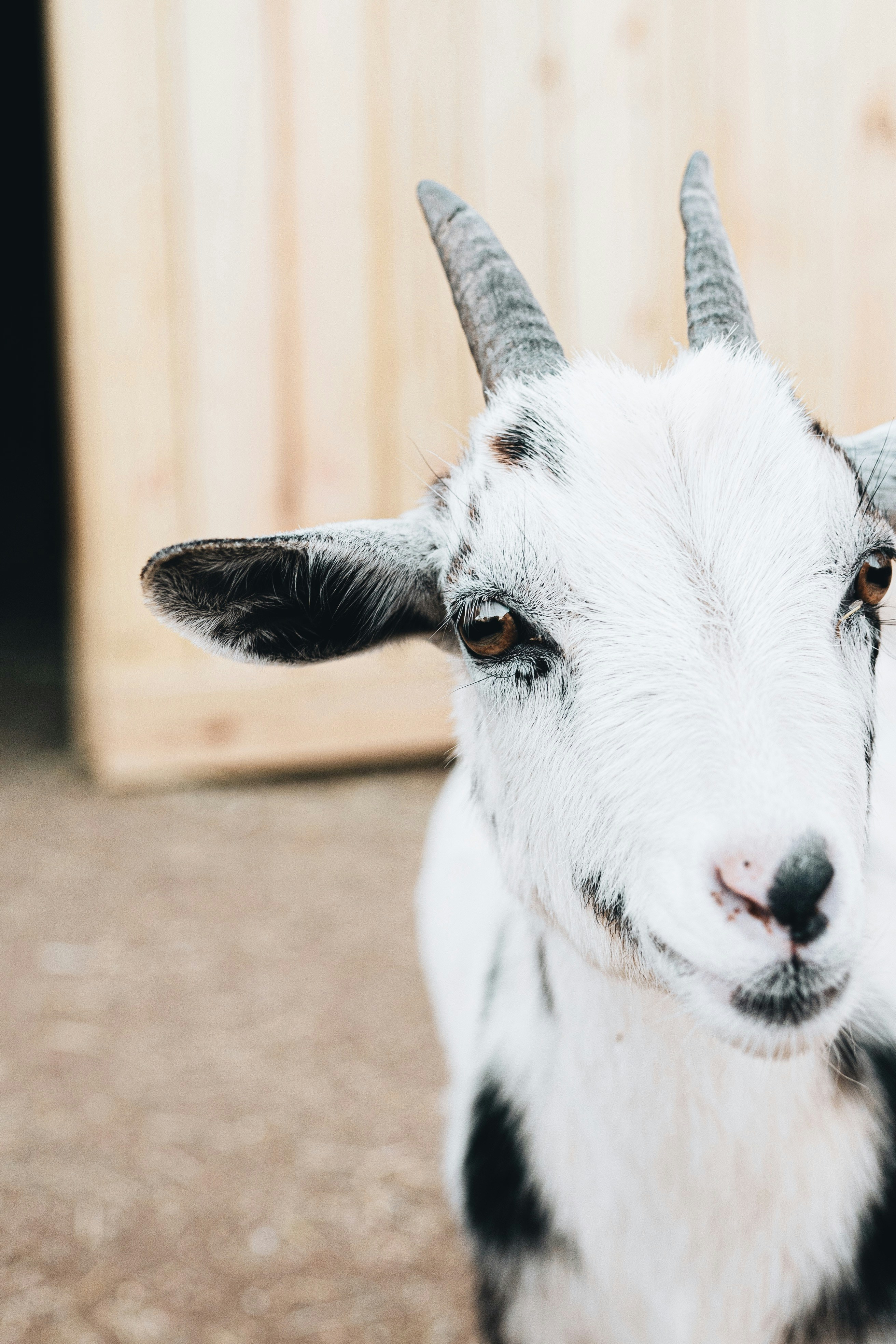 White and black goat kid photo – Free Grey Image on Unsplash