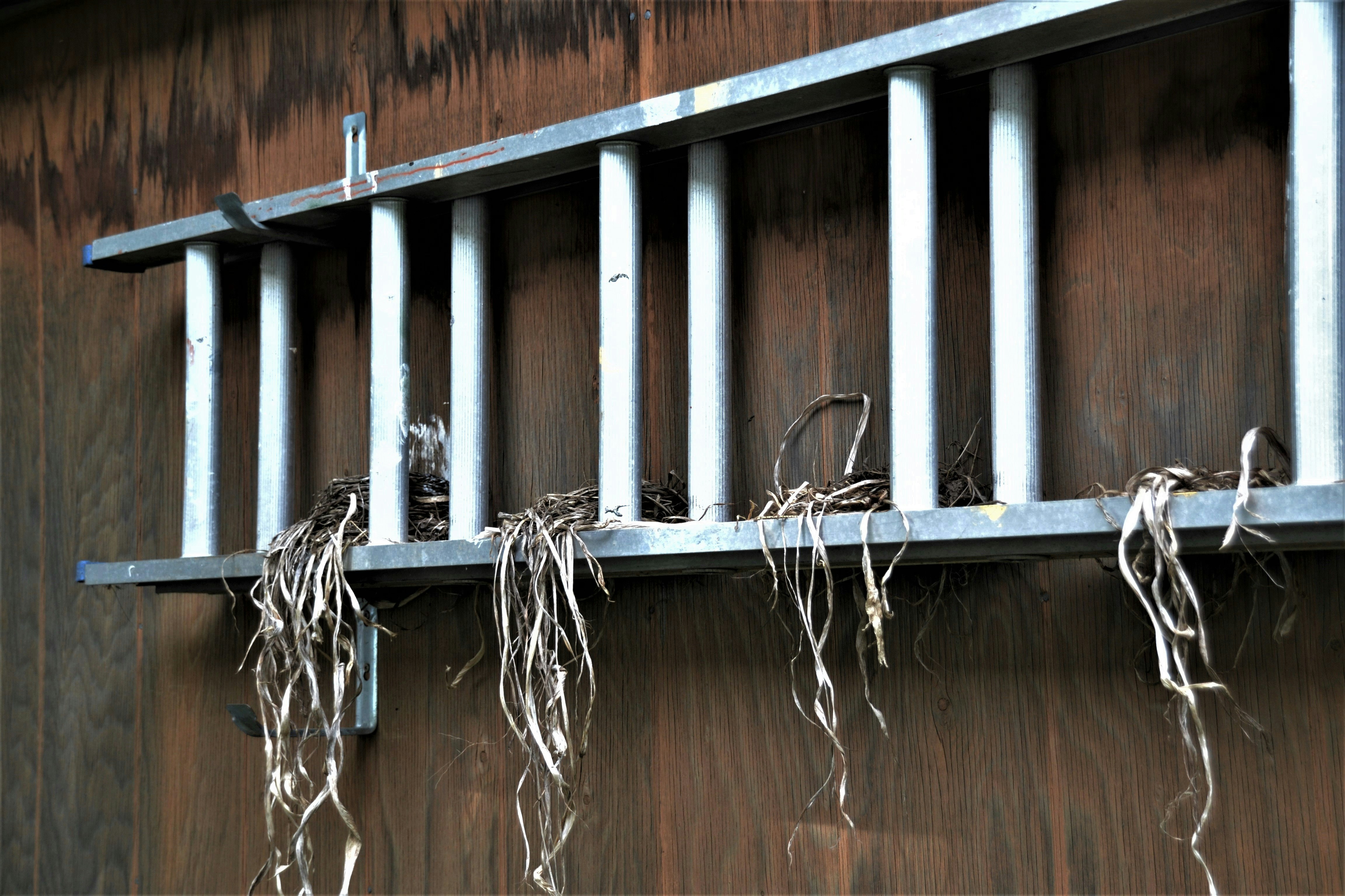 Metal ladder adorned with dried plant roots, showcasing the intersection of human-made structures and natural elements.