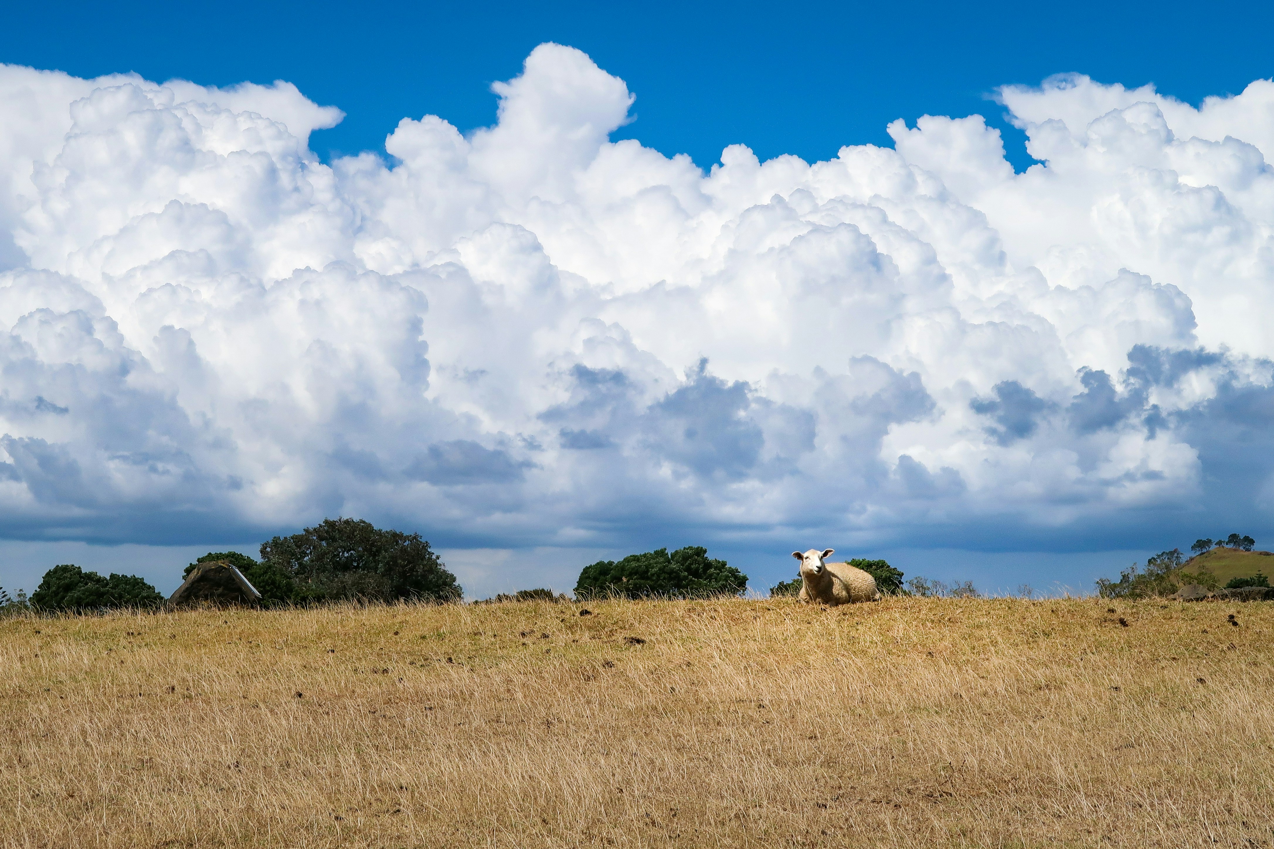 A lone sheep rests on a sunlit hillside under a dramatic sky filled with fluffy clouds. The golden grass adds warmth to the tranquil scene.