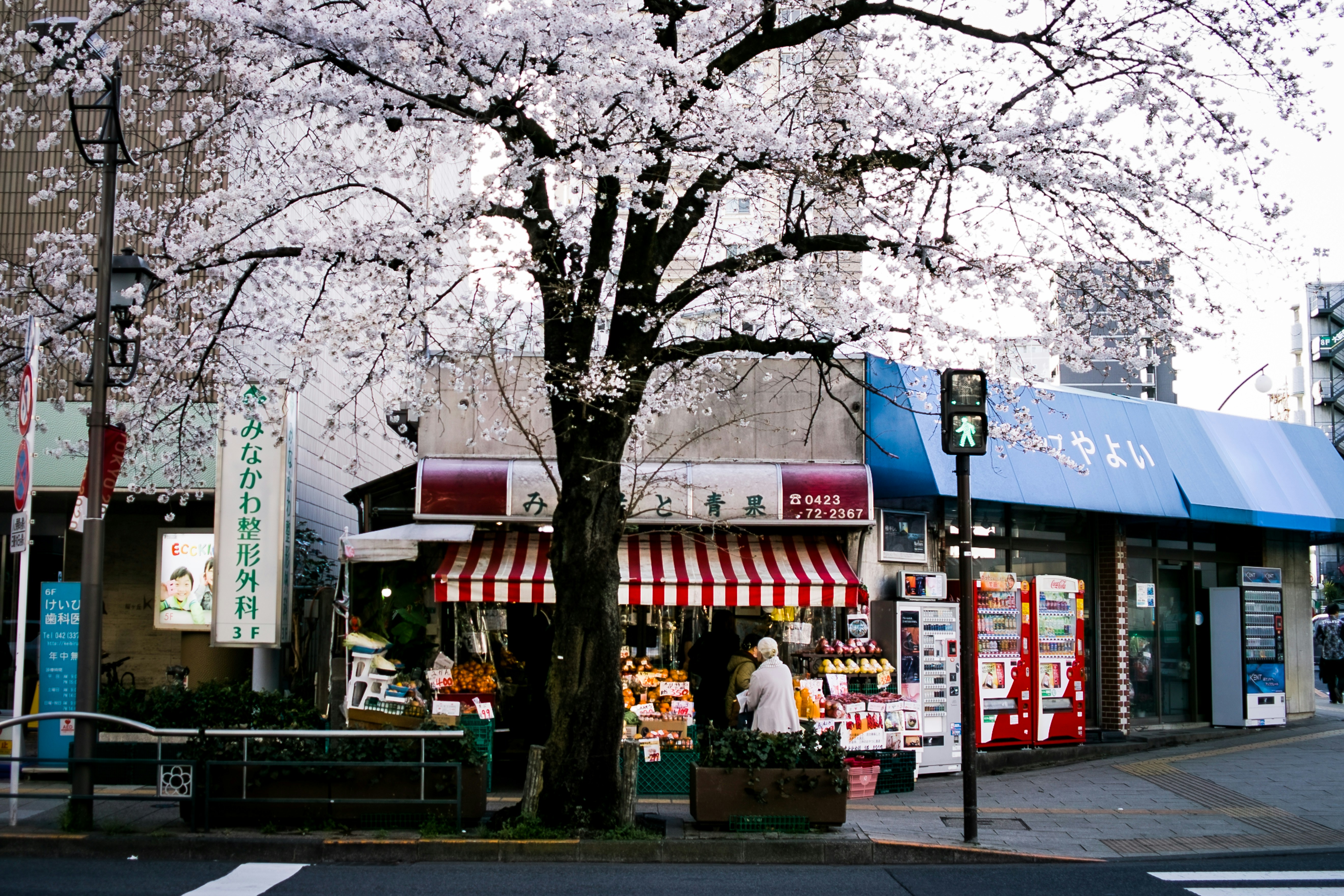 Cherry blossom tree frames a vibrant street market, where a vendor engages with a customer amidst colorful produce and storefronts. 