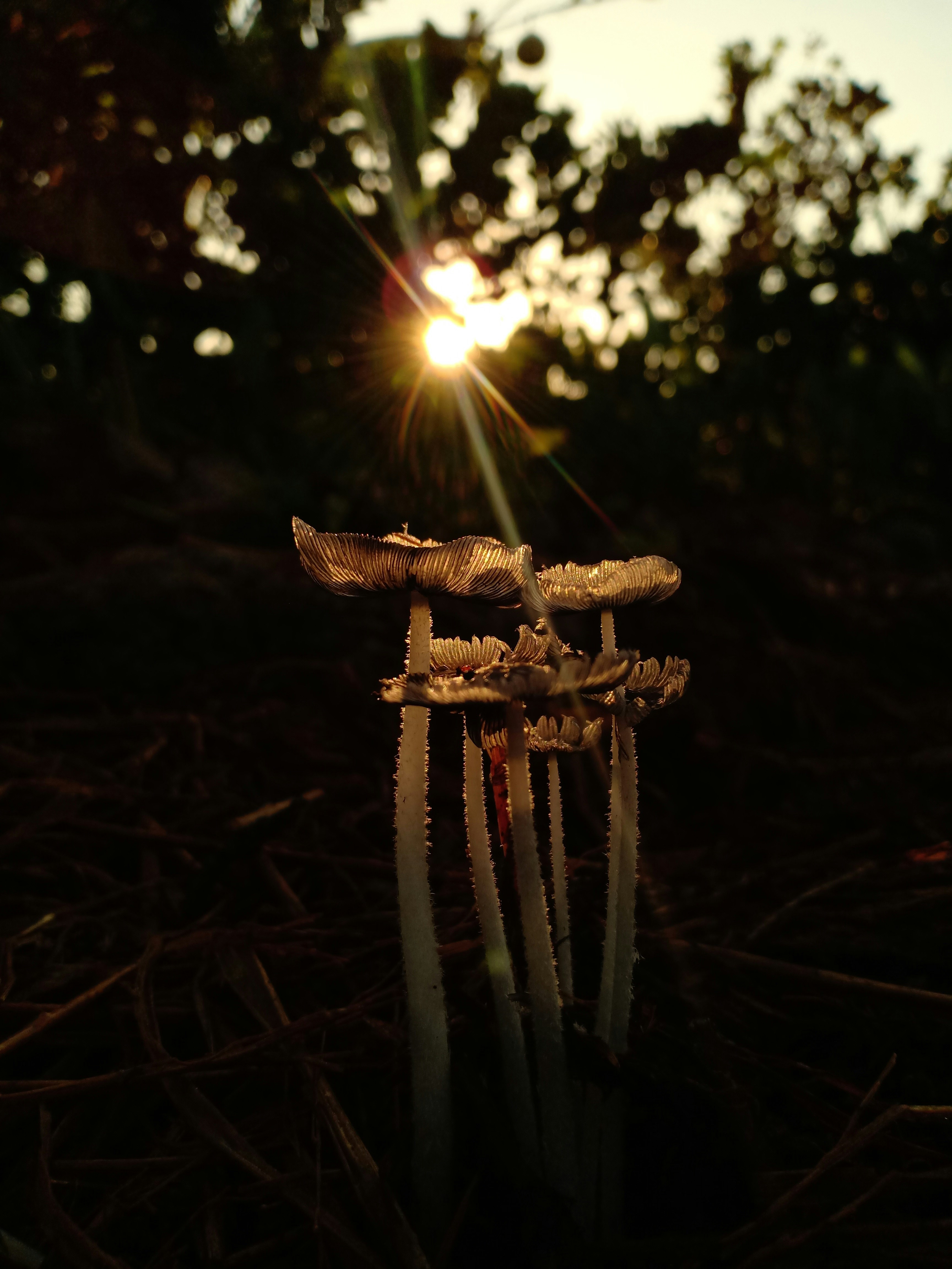 Backlit Mushroom Cluster Rising from a Dim Forest Floor