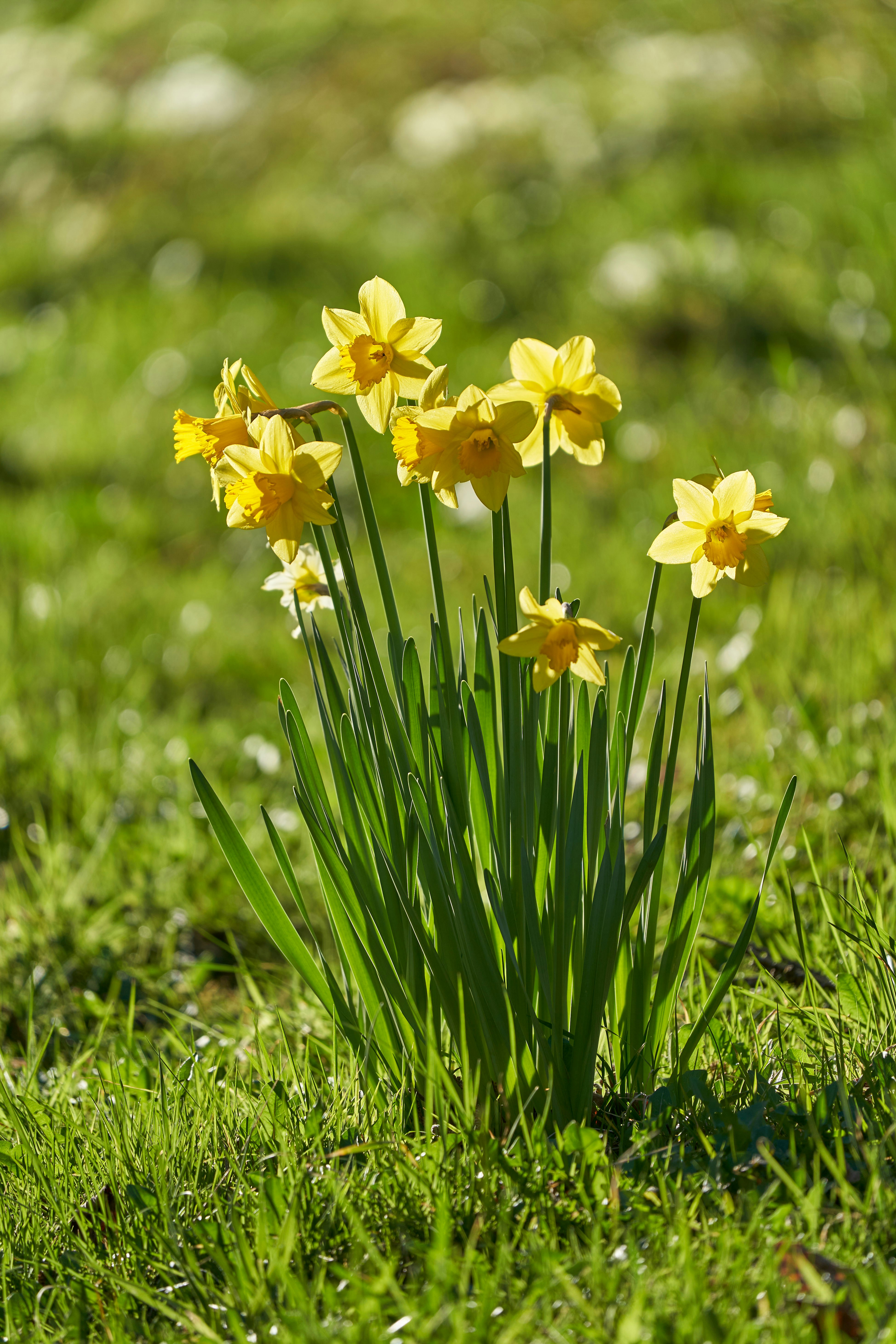 Cluster of vibrant yellow daffodils rising gracefully from lush green grass under bright sunlight.