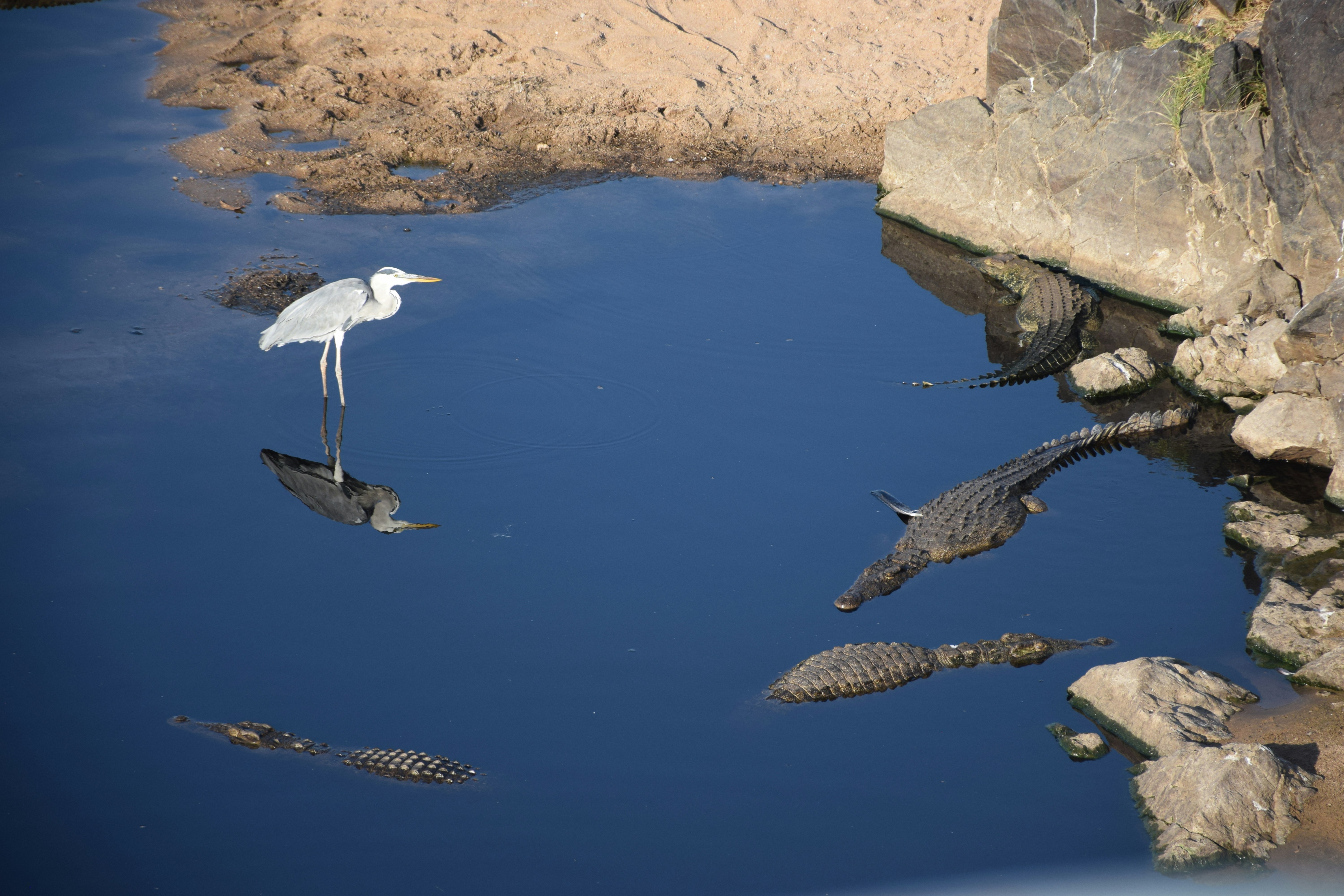 White Heron at the Water’s Edge: Quiet Reflection by Calm Blue