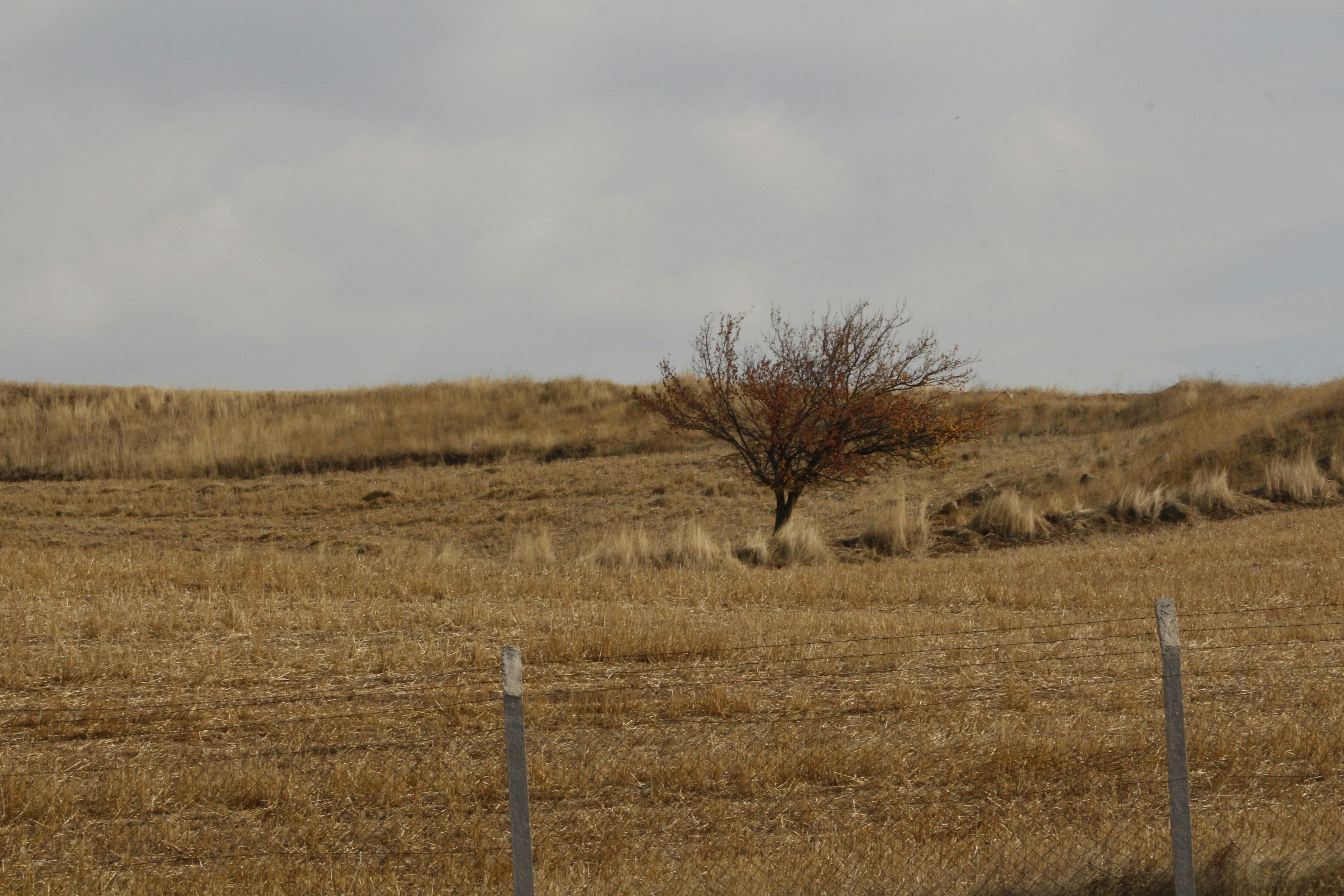 A lone tree stands resilient against the vast, golden expanse of a prairie landscape under a cloudy sky.