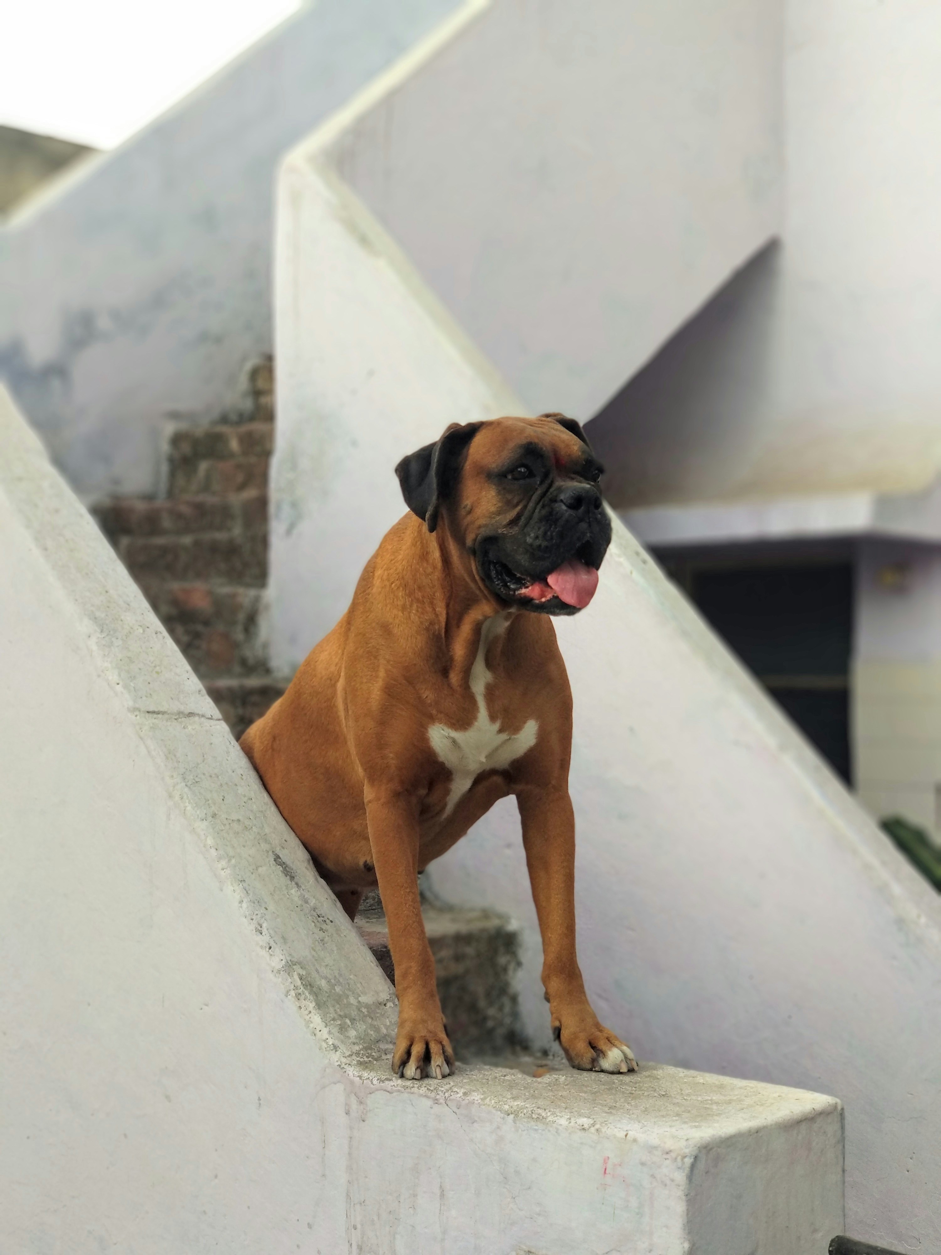 Brown and white boxer dog sitting on white concrete wall during daytime ...