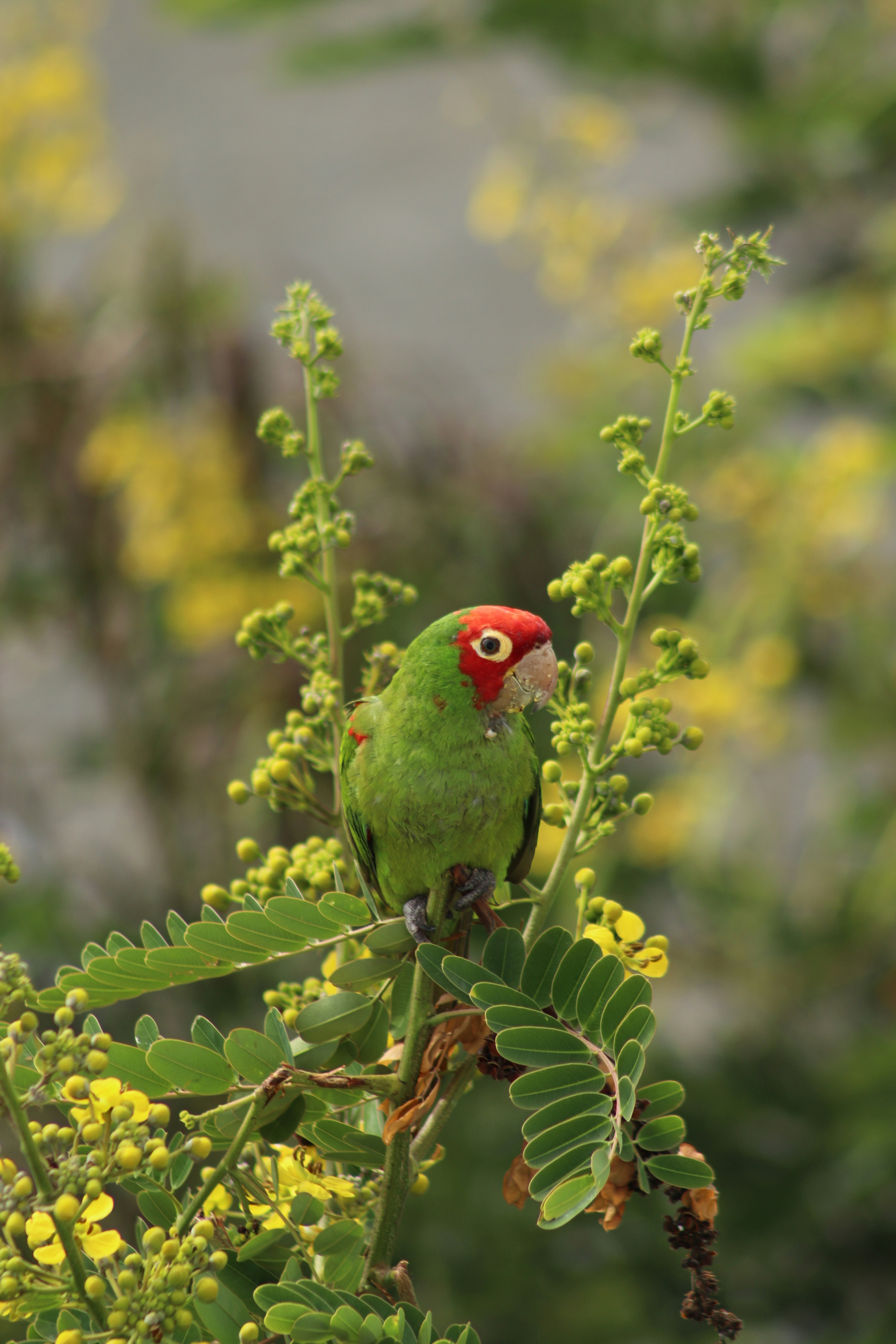 Crimson-crowned Green Warbler Perched Amid Golden Blooms