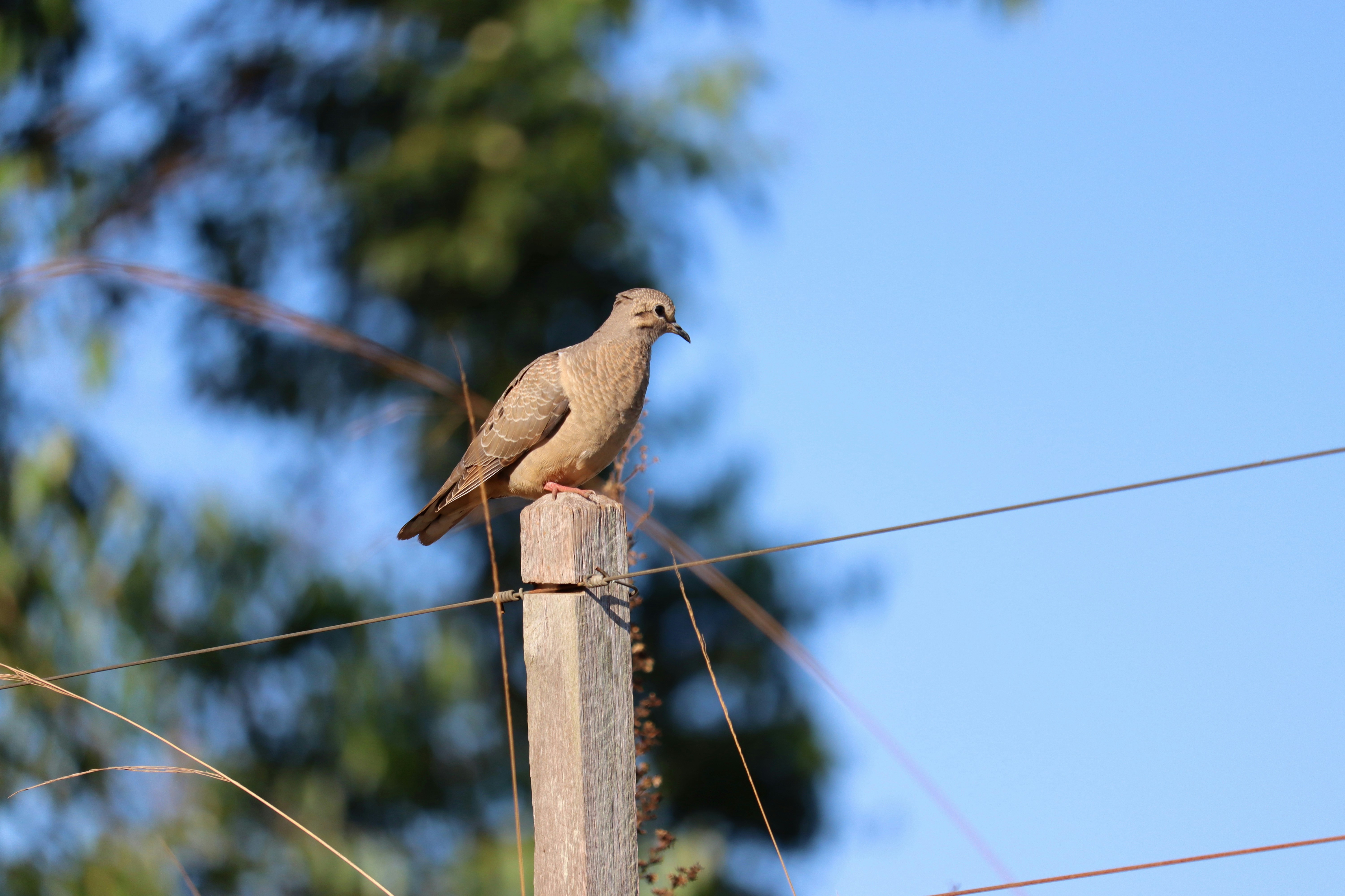 Mourning Dove on a Weathered Fence Post Under a Crisp Blue Sky