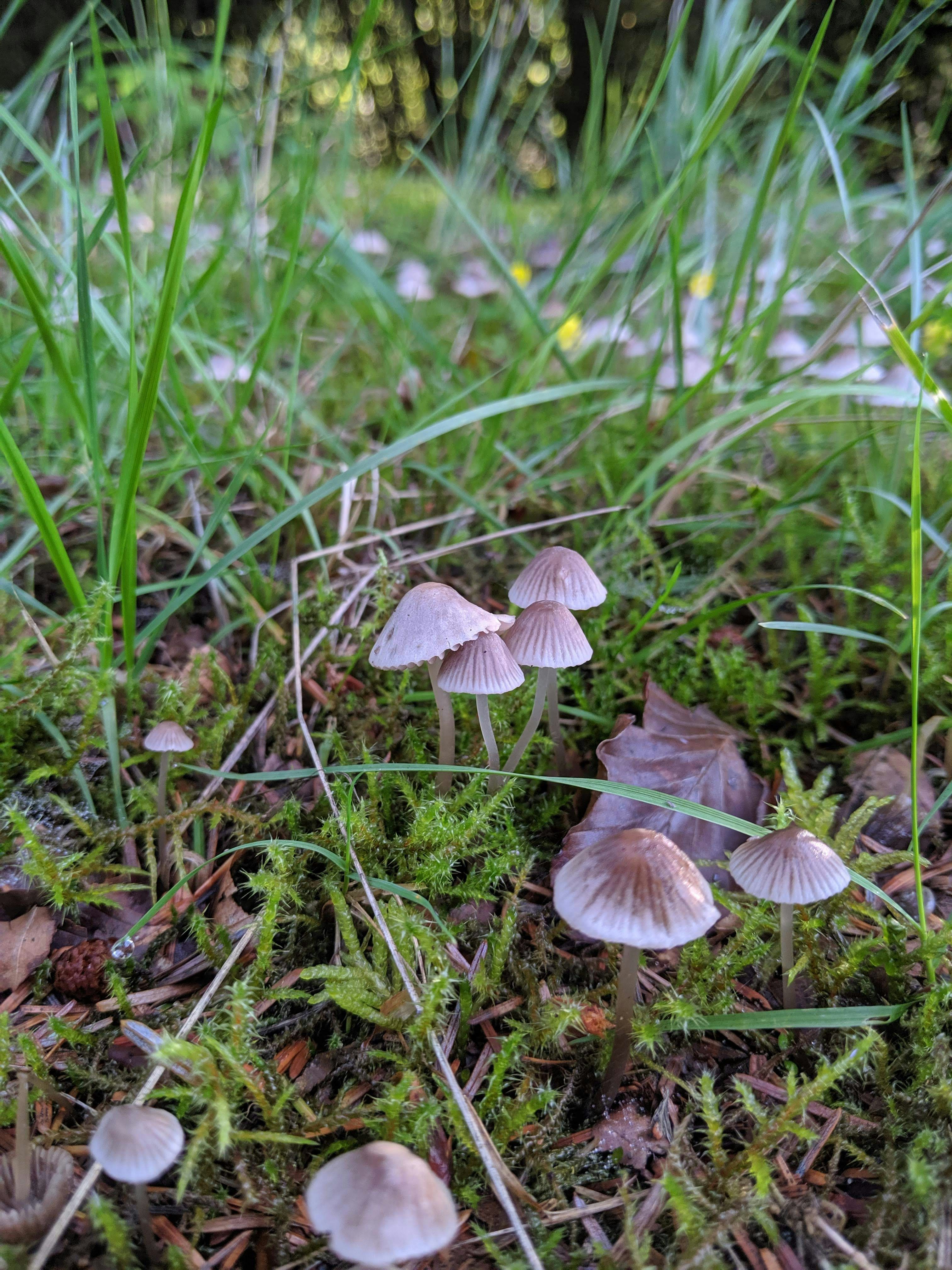 Dainty Mushroom Ensemble in a Mossy Forest Floor