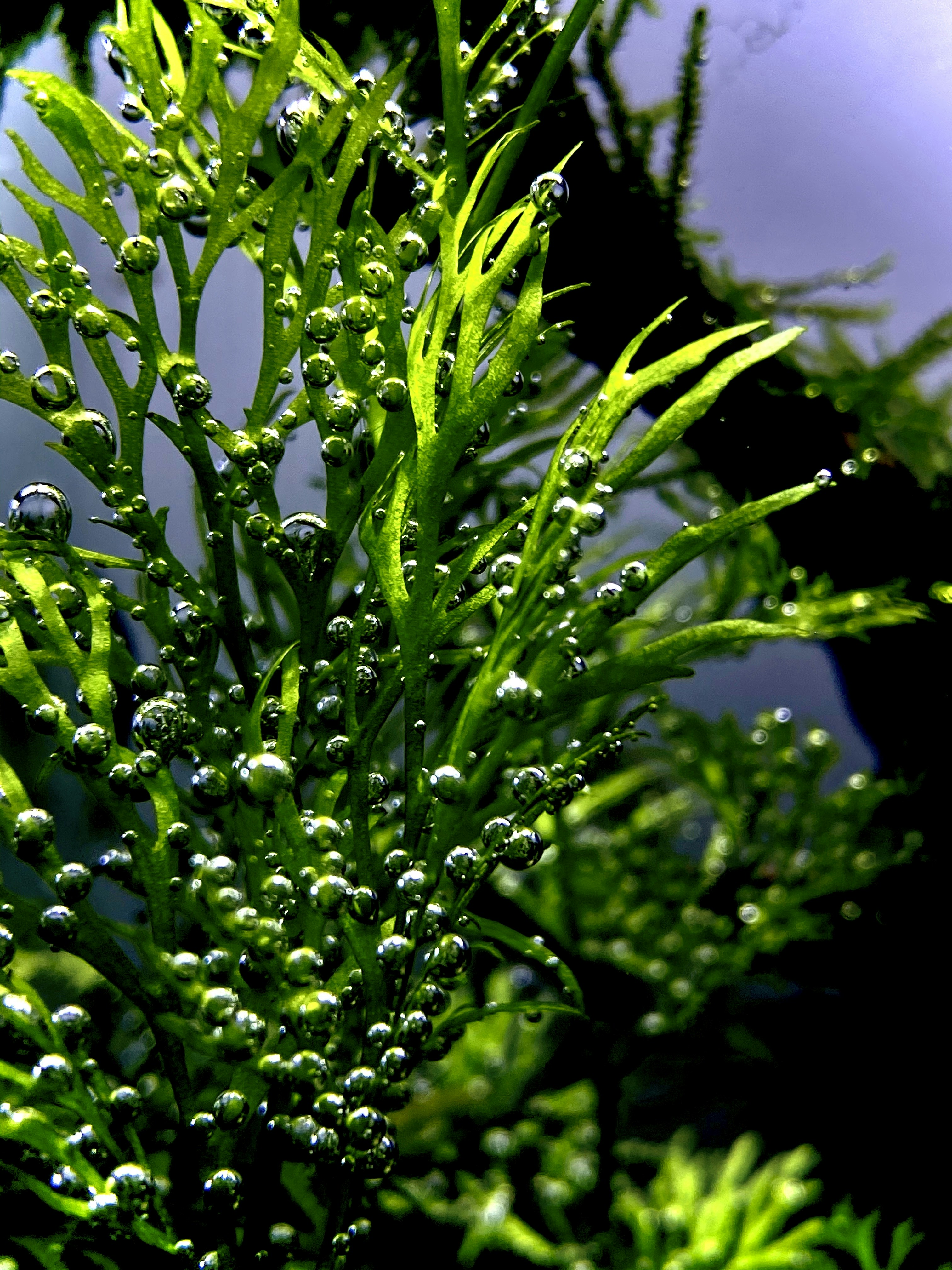 Emerald Wisps: Dew-kissed Ferns in Morning Light