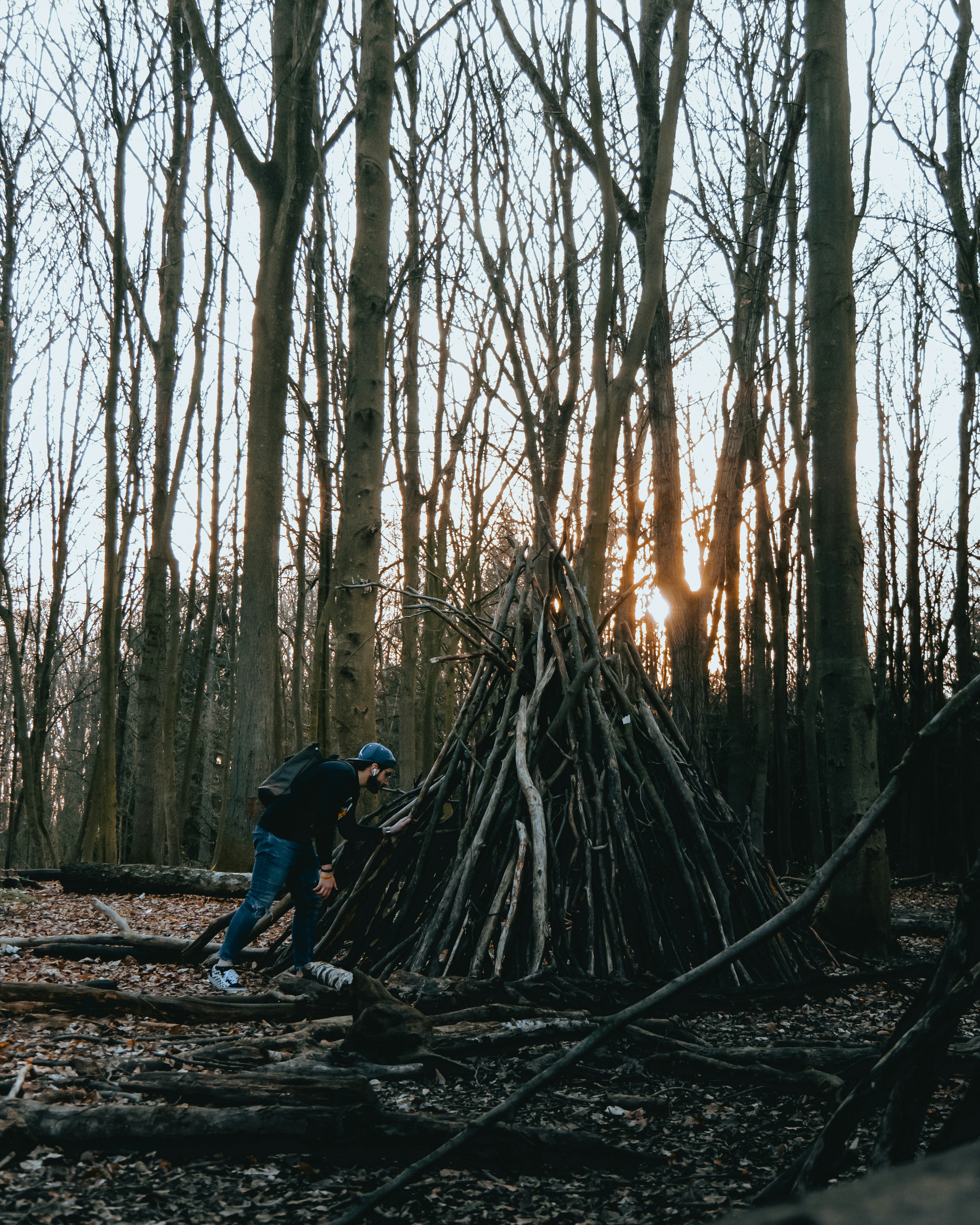 Dead Forest Pictures | Download Free Images on Unsplash