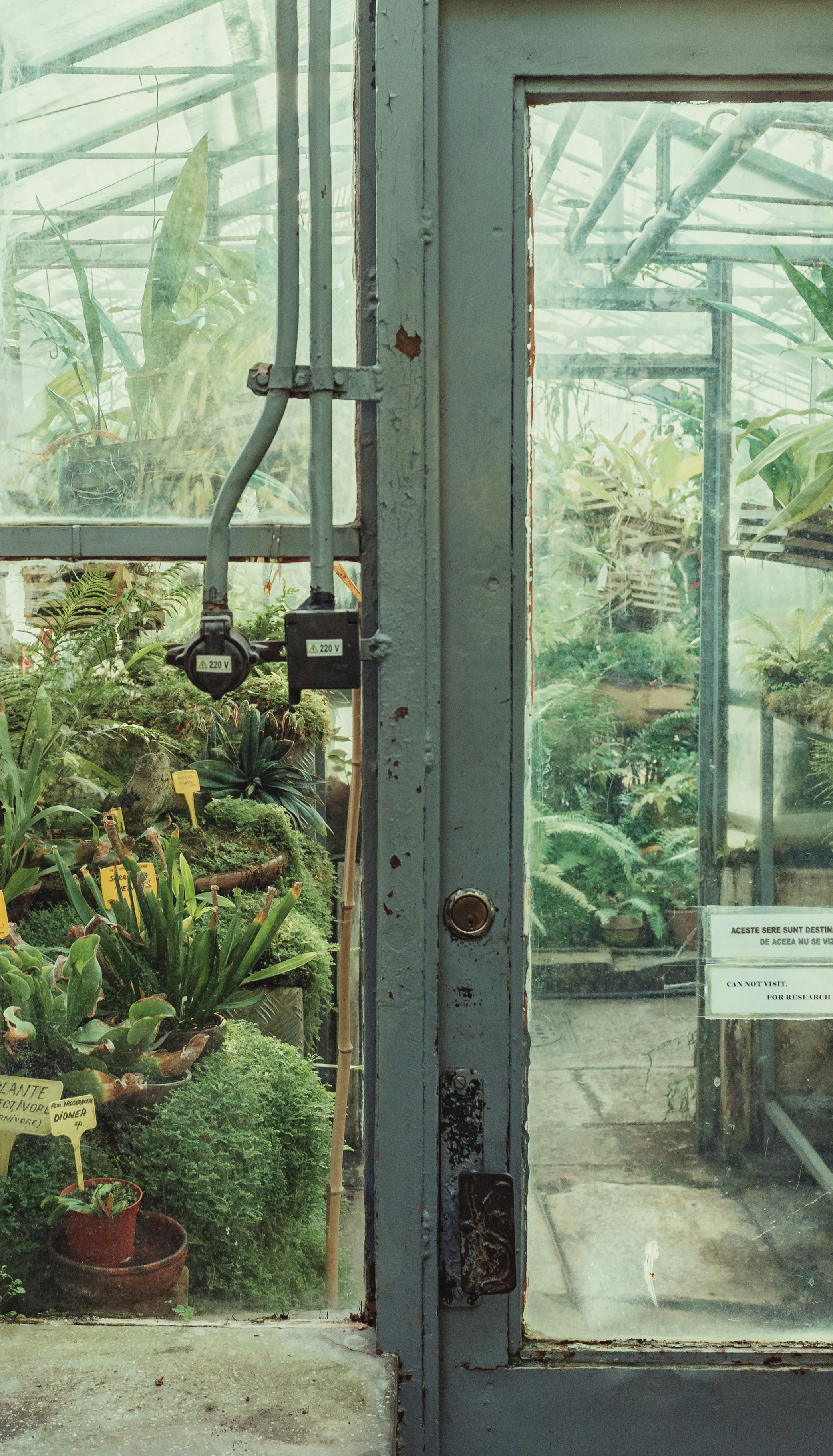 Weathered Glass Door: A Greenhouse Corridor Framed by Rust and Ferns