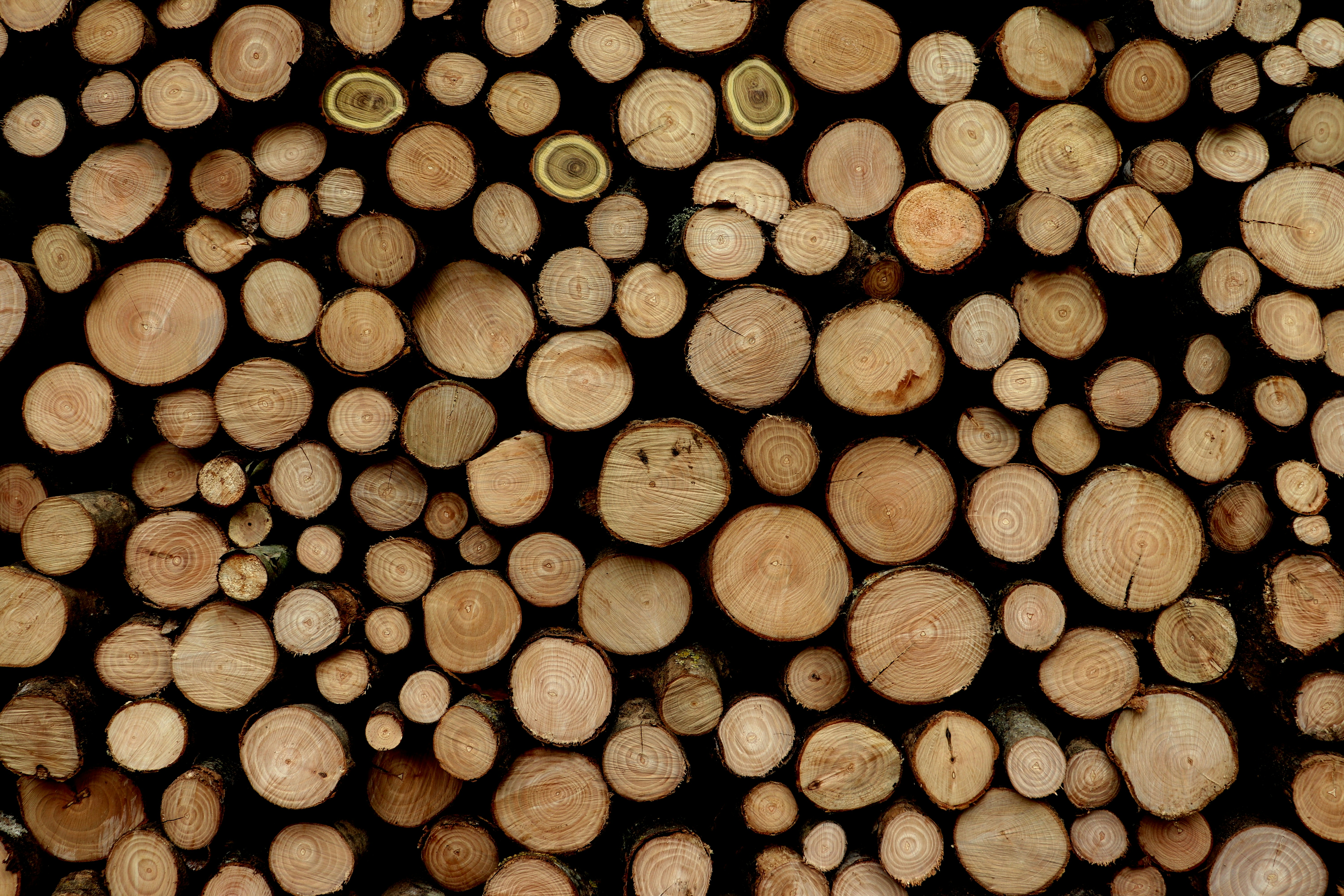 brown wooden logs in close up photography