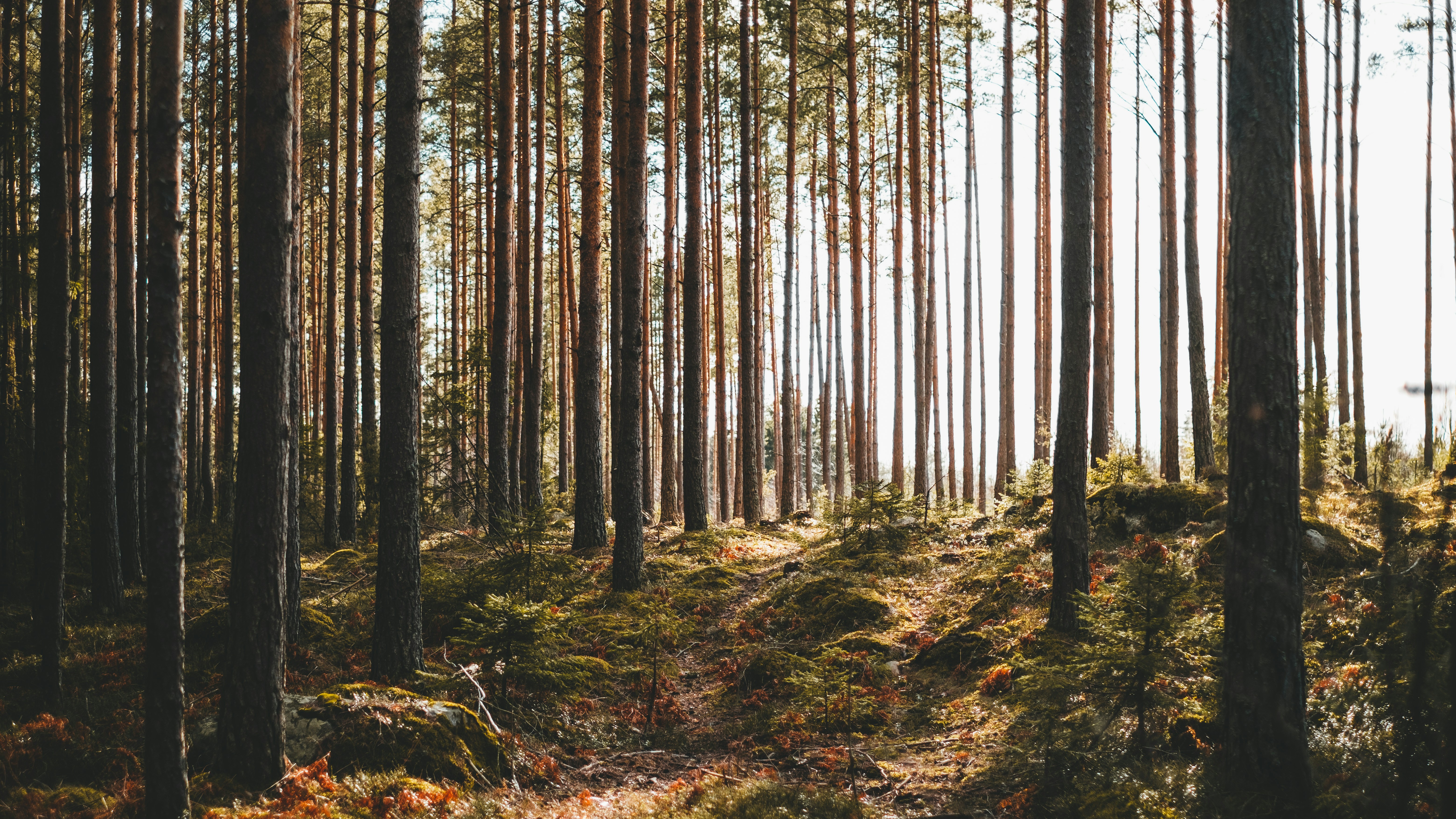 Forest Scene Pictures | Download Free Images on Unsplash