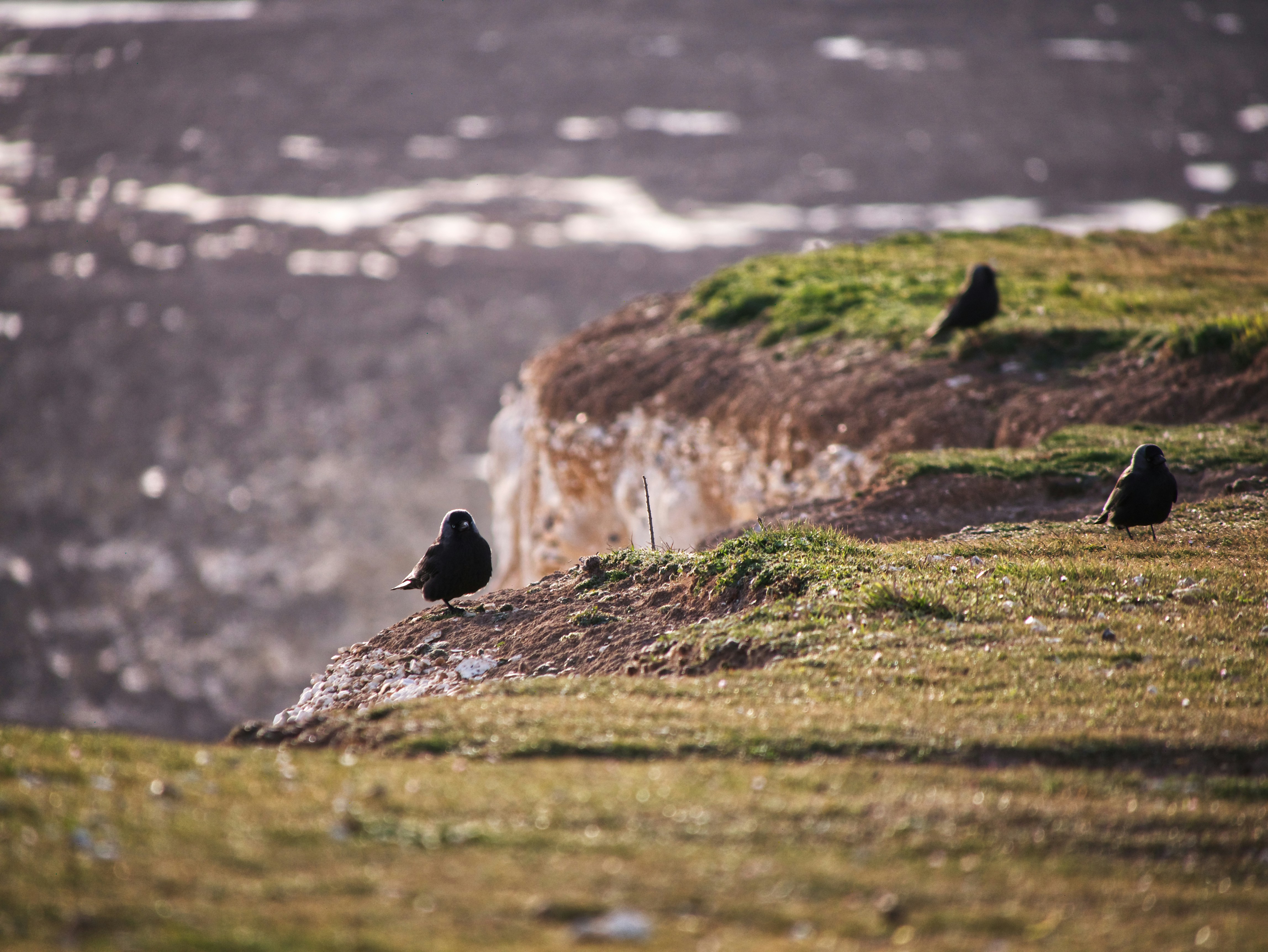 Trio of Black Birds on a Mossy Cliff Over the Sea
