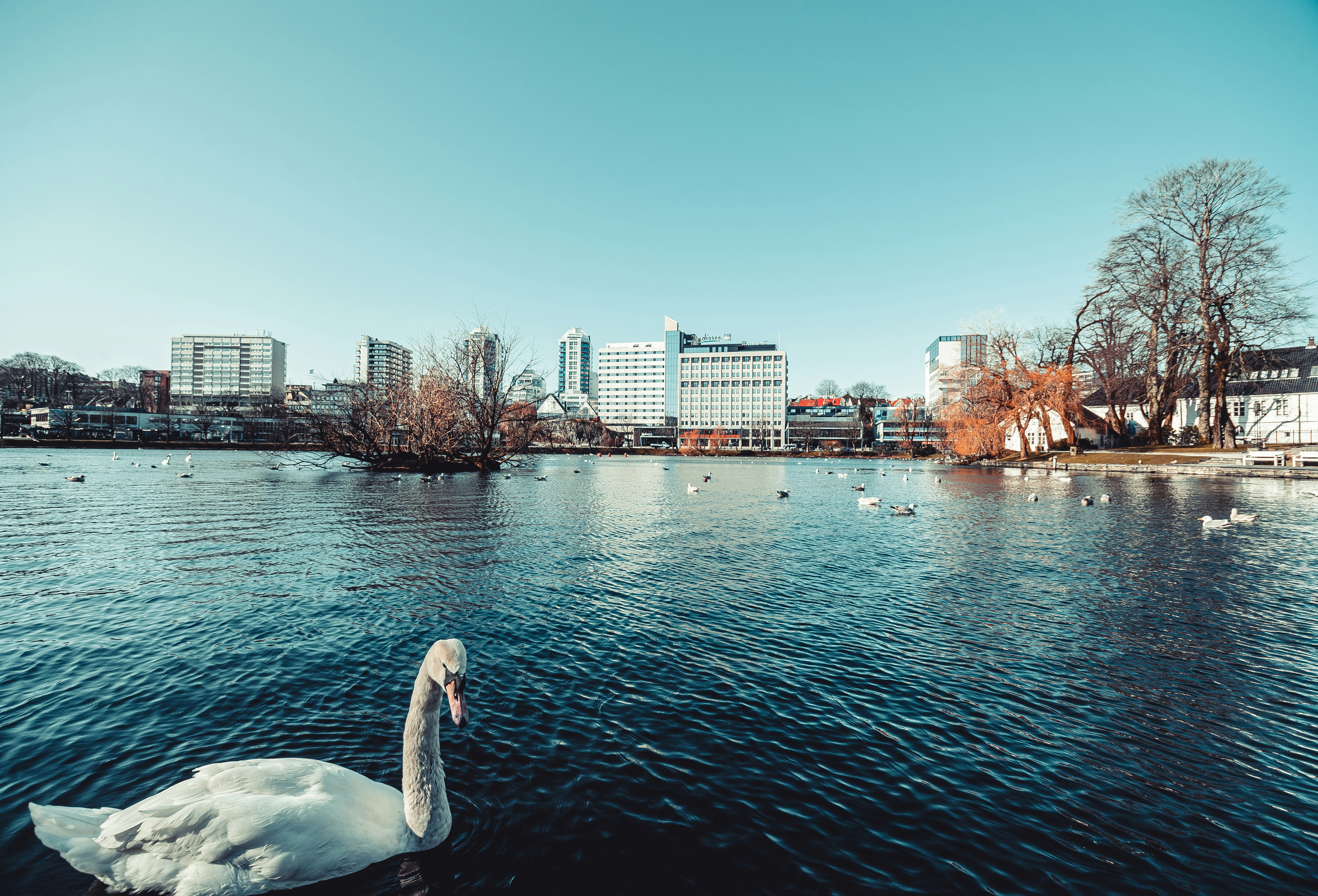 Swan gliding on a lake with city buildings in the background on a clear day.