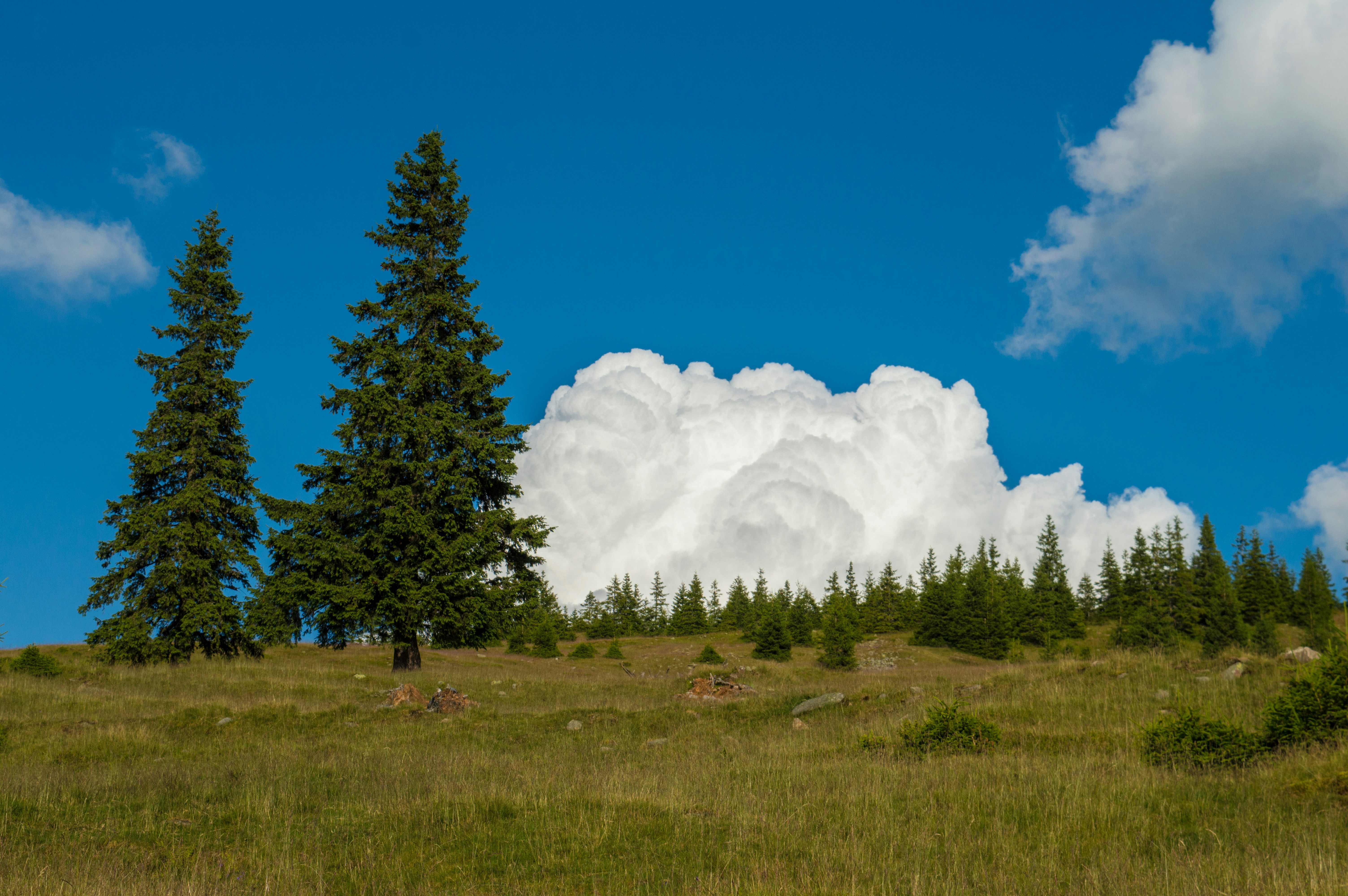 Pine Sentinels Over a Velvet Meadow Under a Brilliant Blue Sky