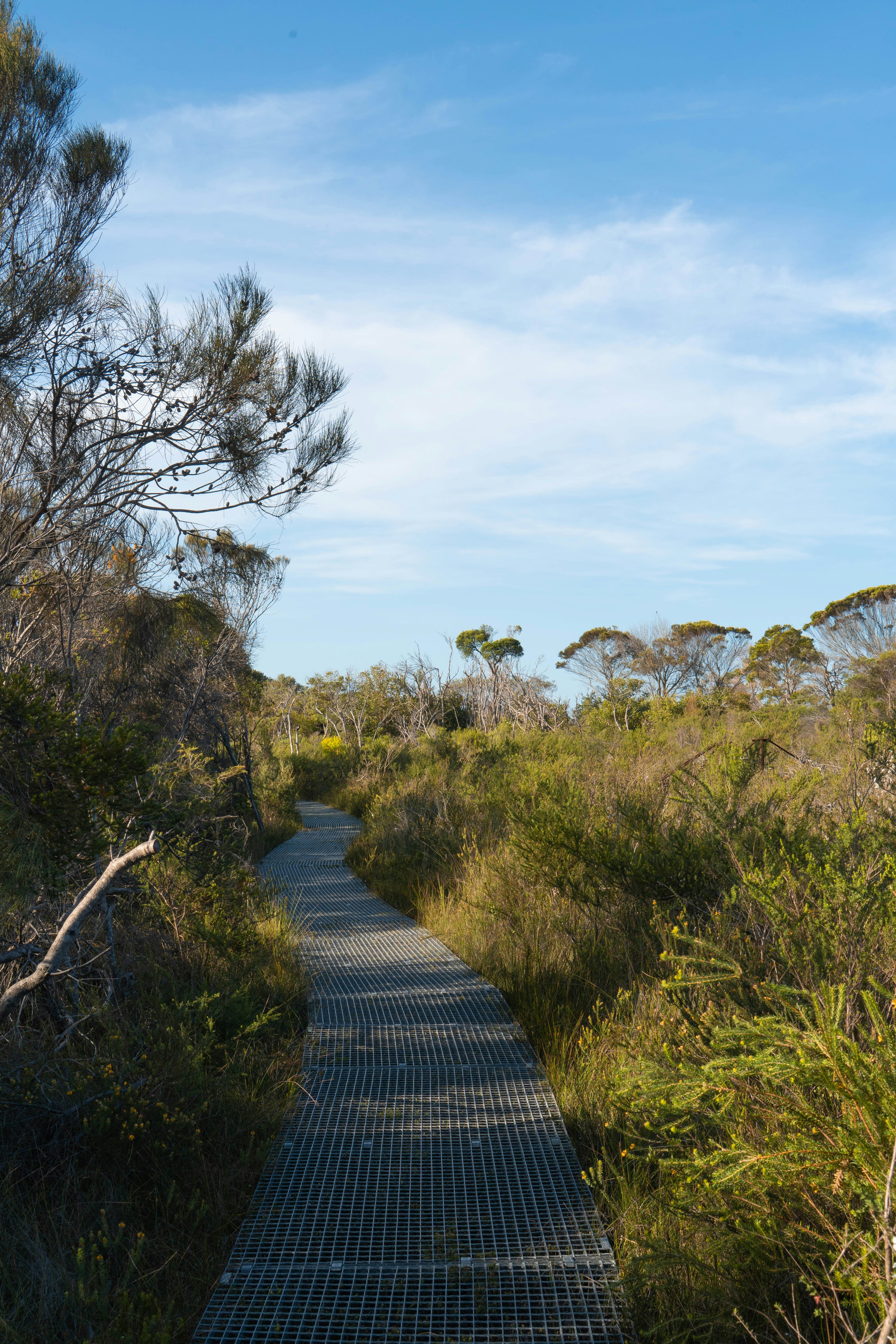 Silver Gridboard: A Quiet Walk Through the Coastal Dune Scrub
