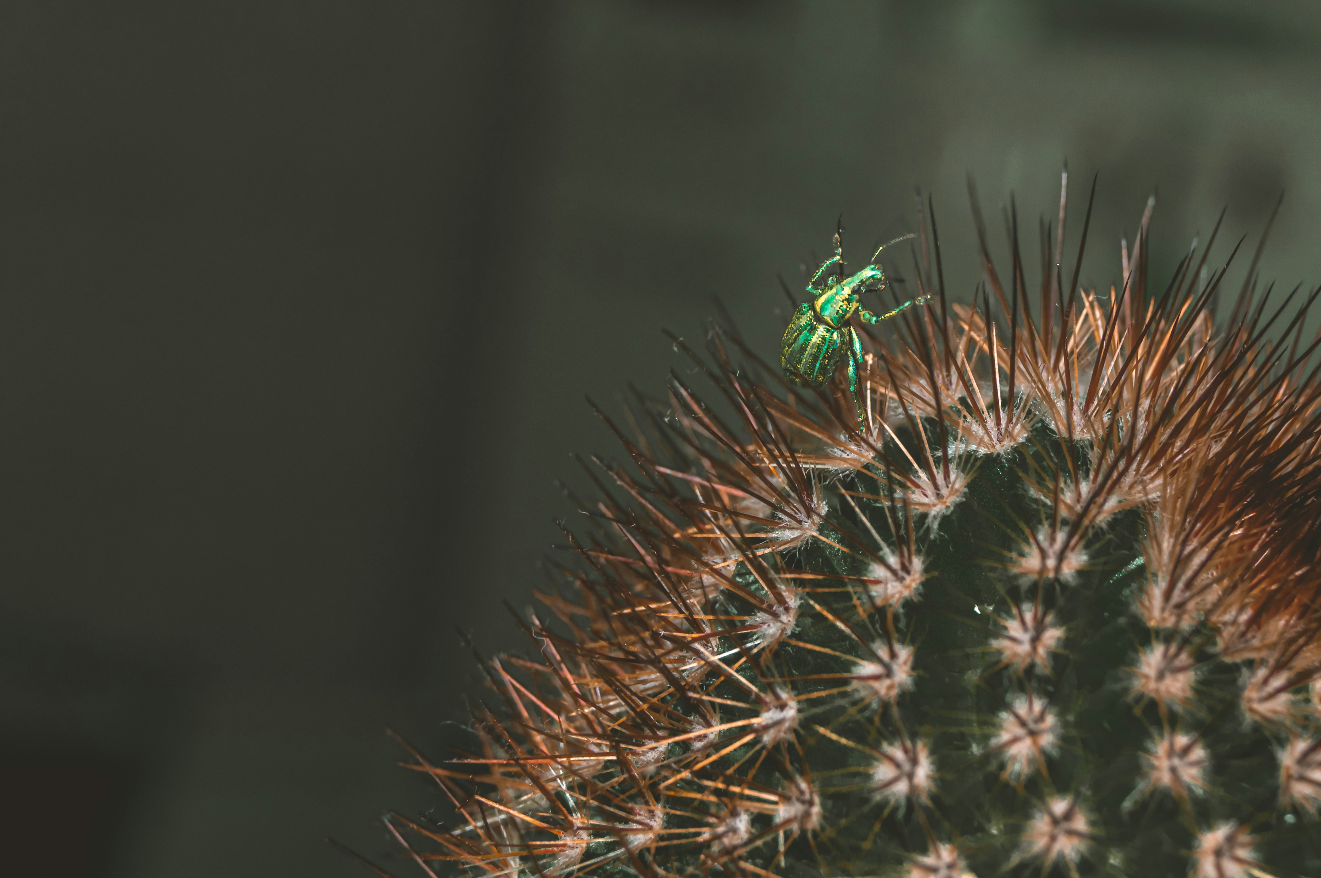 Macro photograph of a tiny green insect perched atop a spiky cactus. The shot emphasizes texture and color contrast between the insect and the cactus.