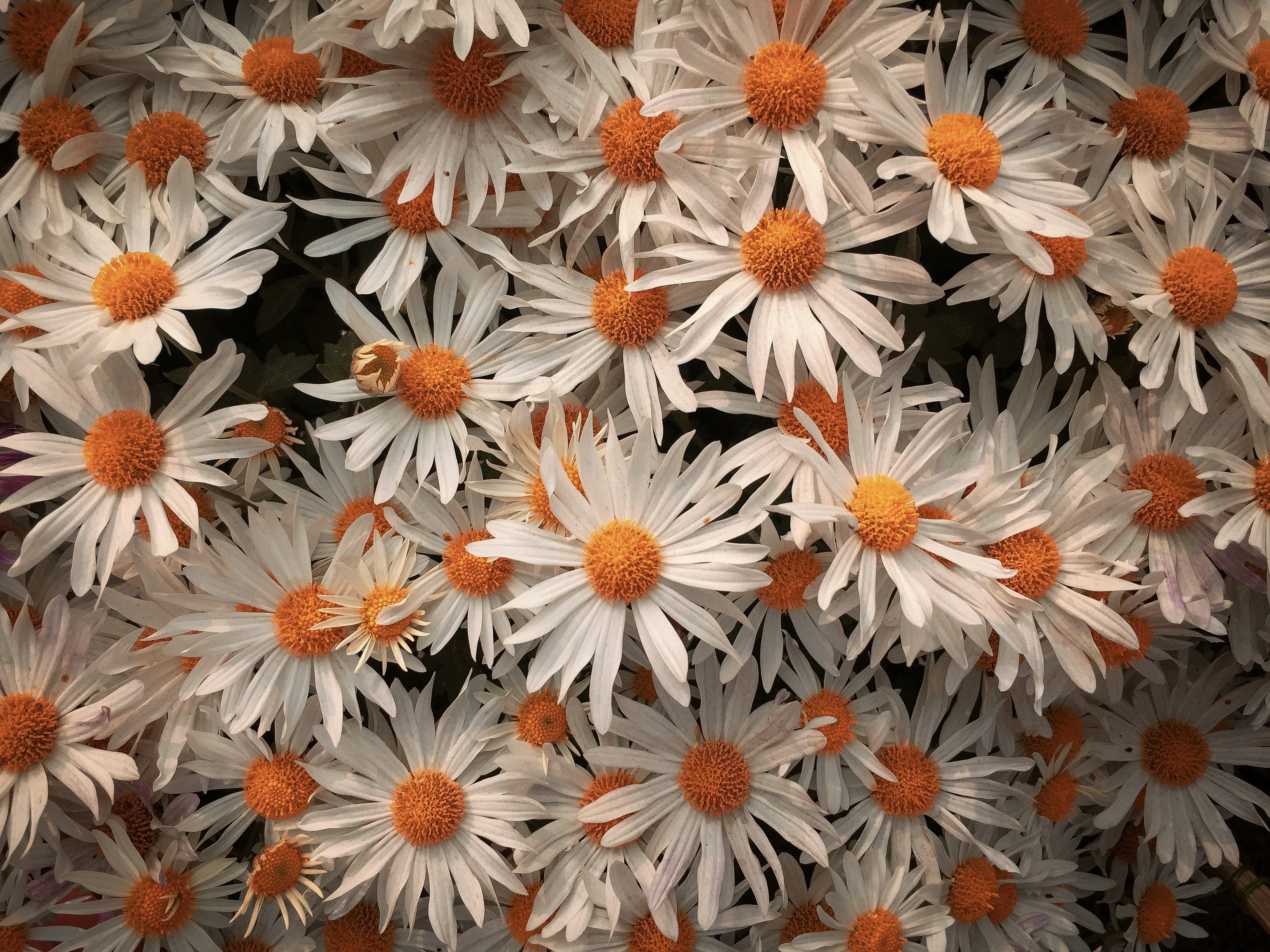 A vibrant display of daisies with orange centers, creating a lush floral background.