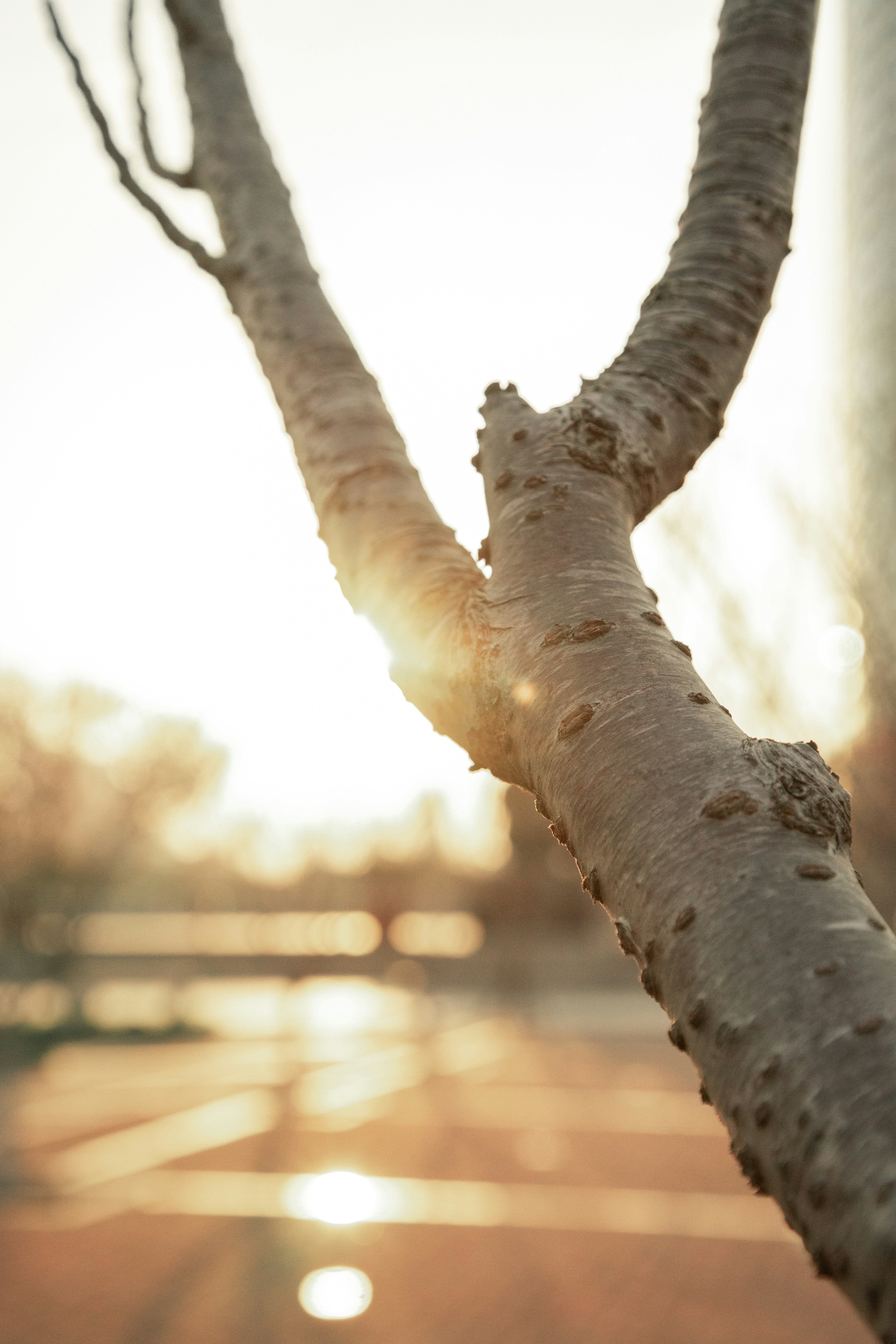 Sunlit Gnarled Branch Framing a Quiet Golden Hour