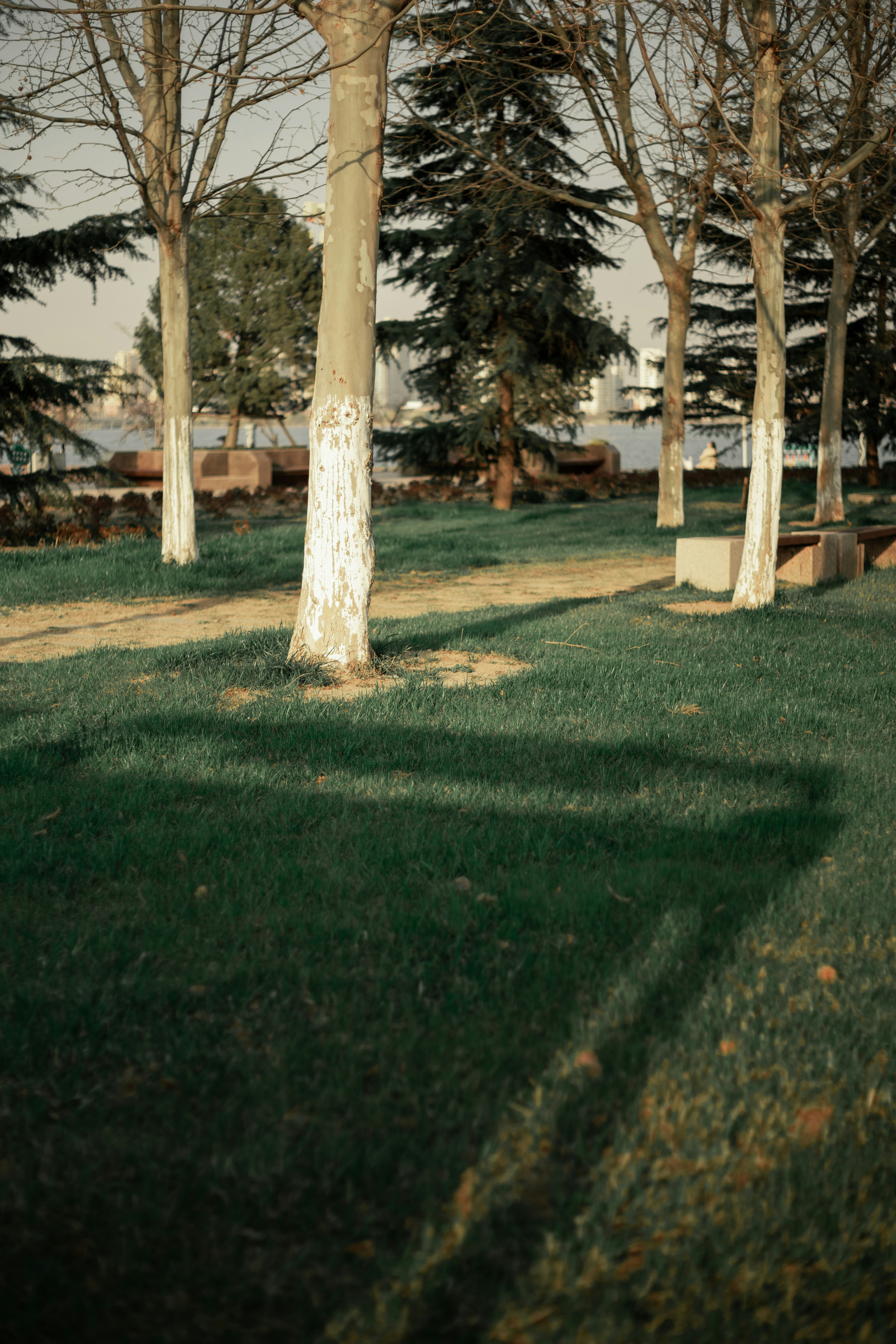 green grass field with trees