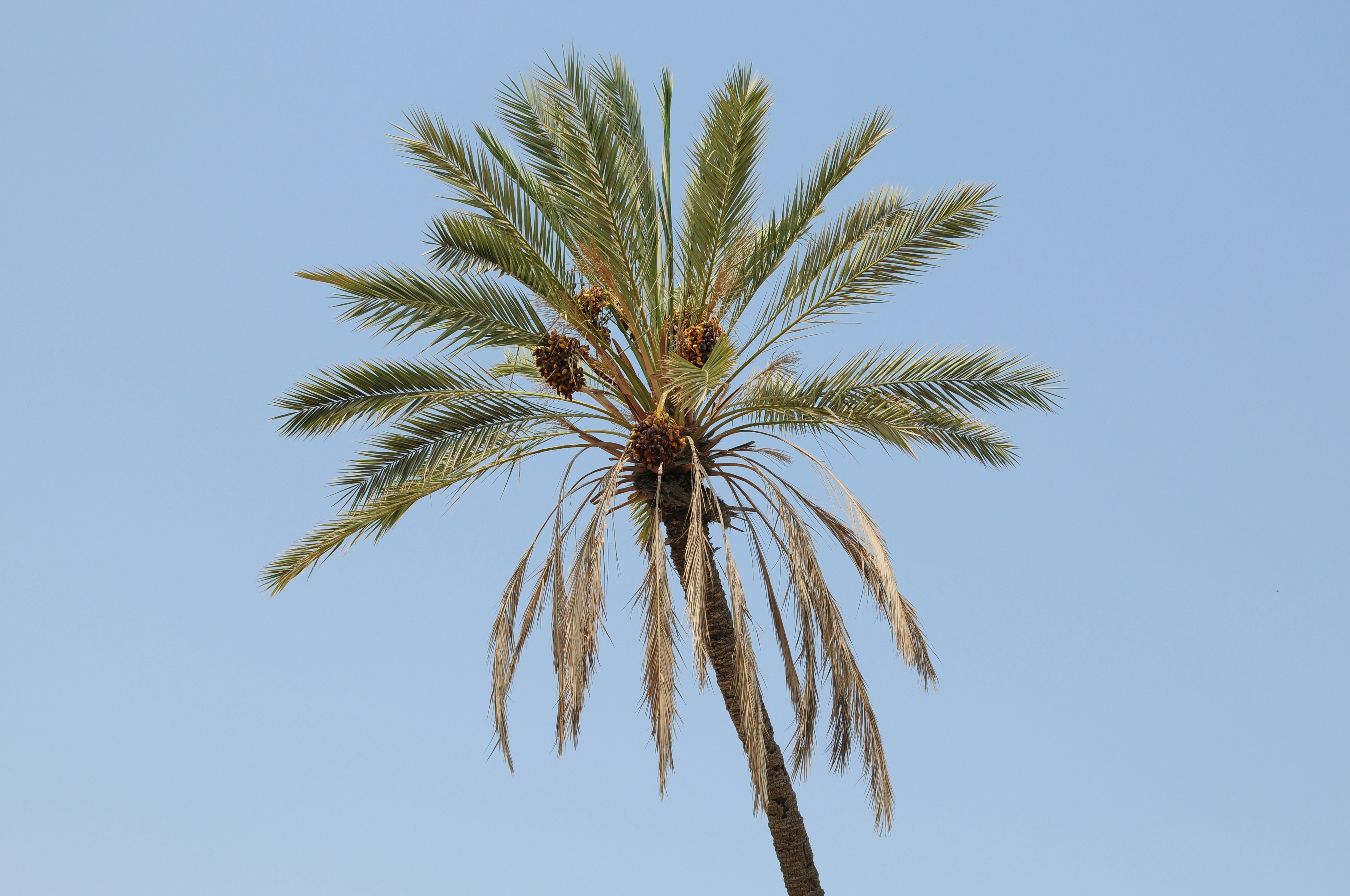 Tall palm tree with lush green fronds and clusters of dates against a clear blue sky.