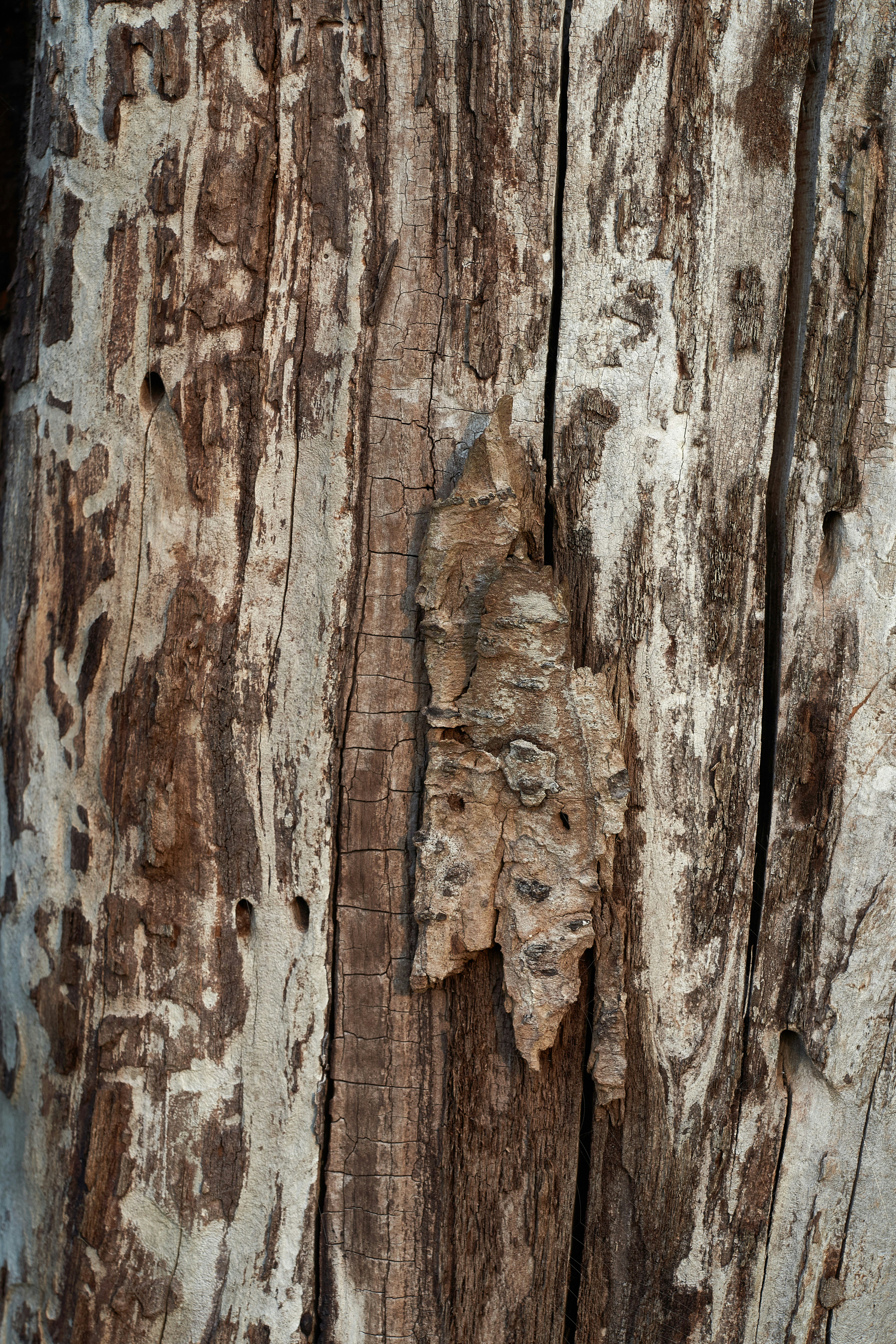 Knotwork in Weathered Bark: a tactile macro study of aged wood textures