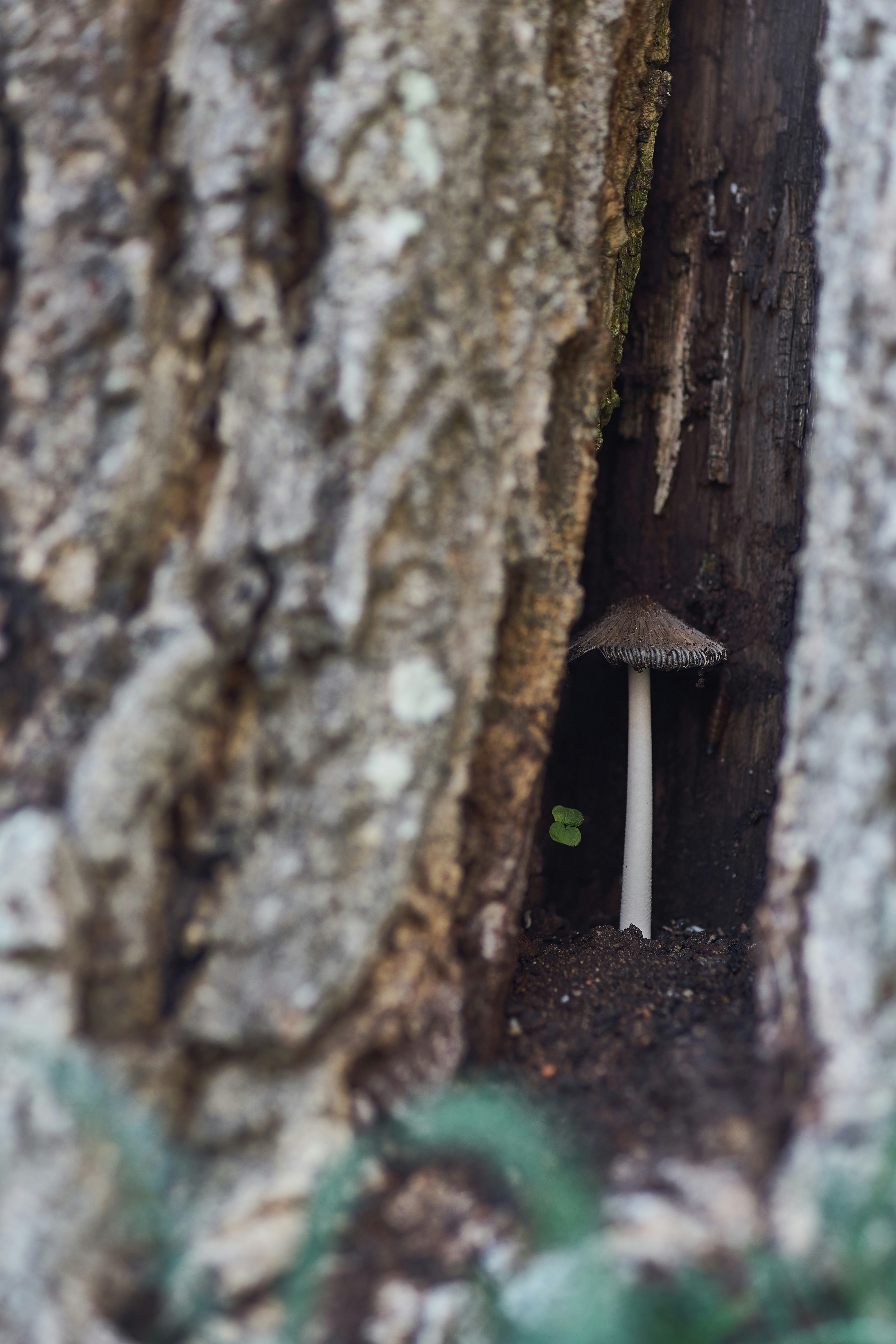 White-stem Sentinel: A mushroom guarding a crevice in ancient bark