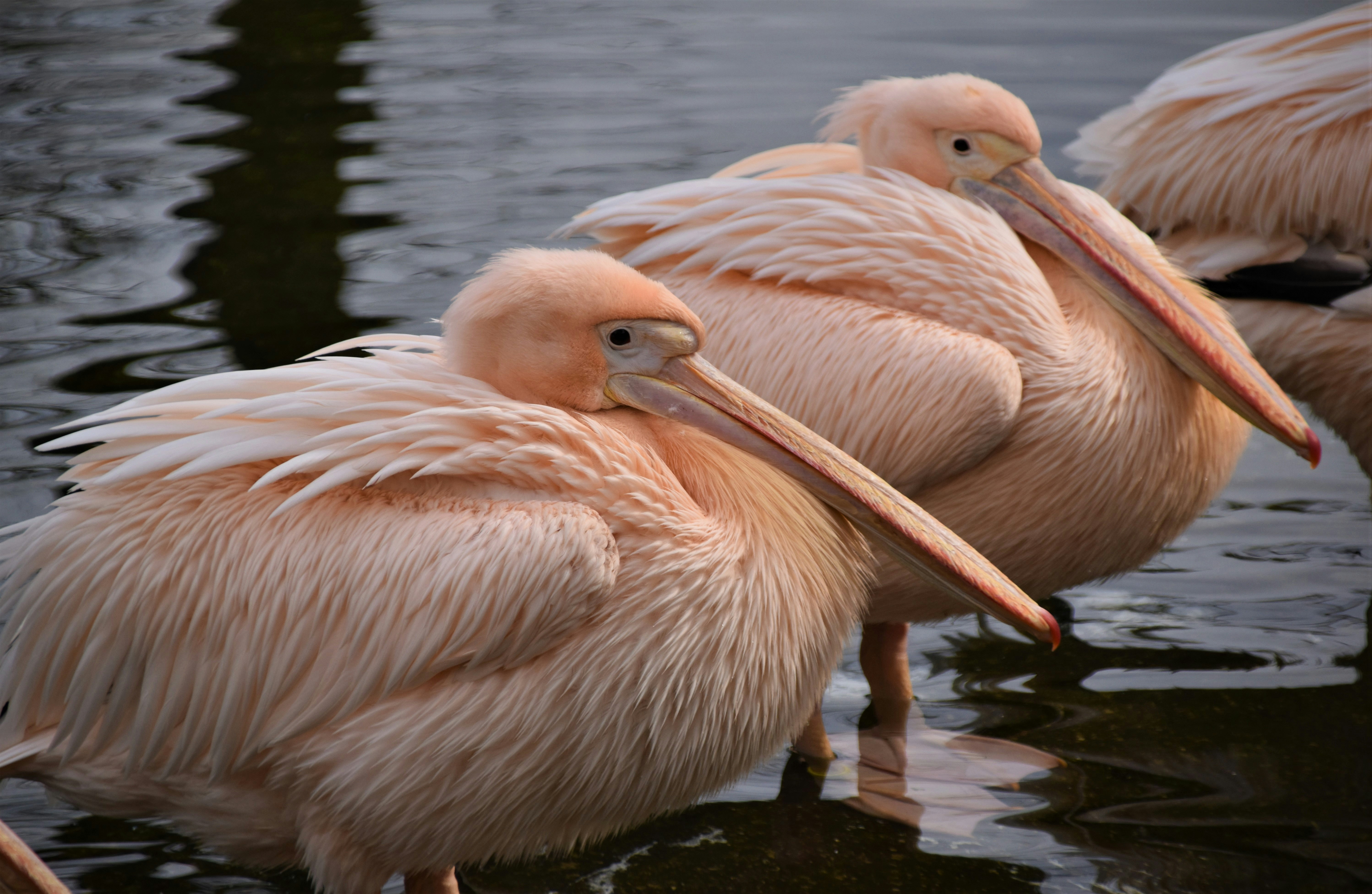 Sitting pastel pelicans