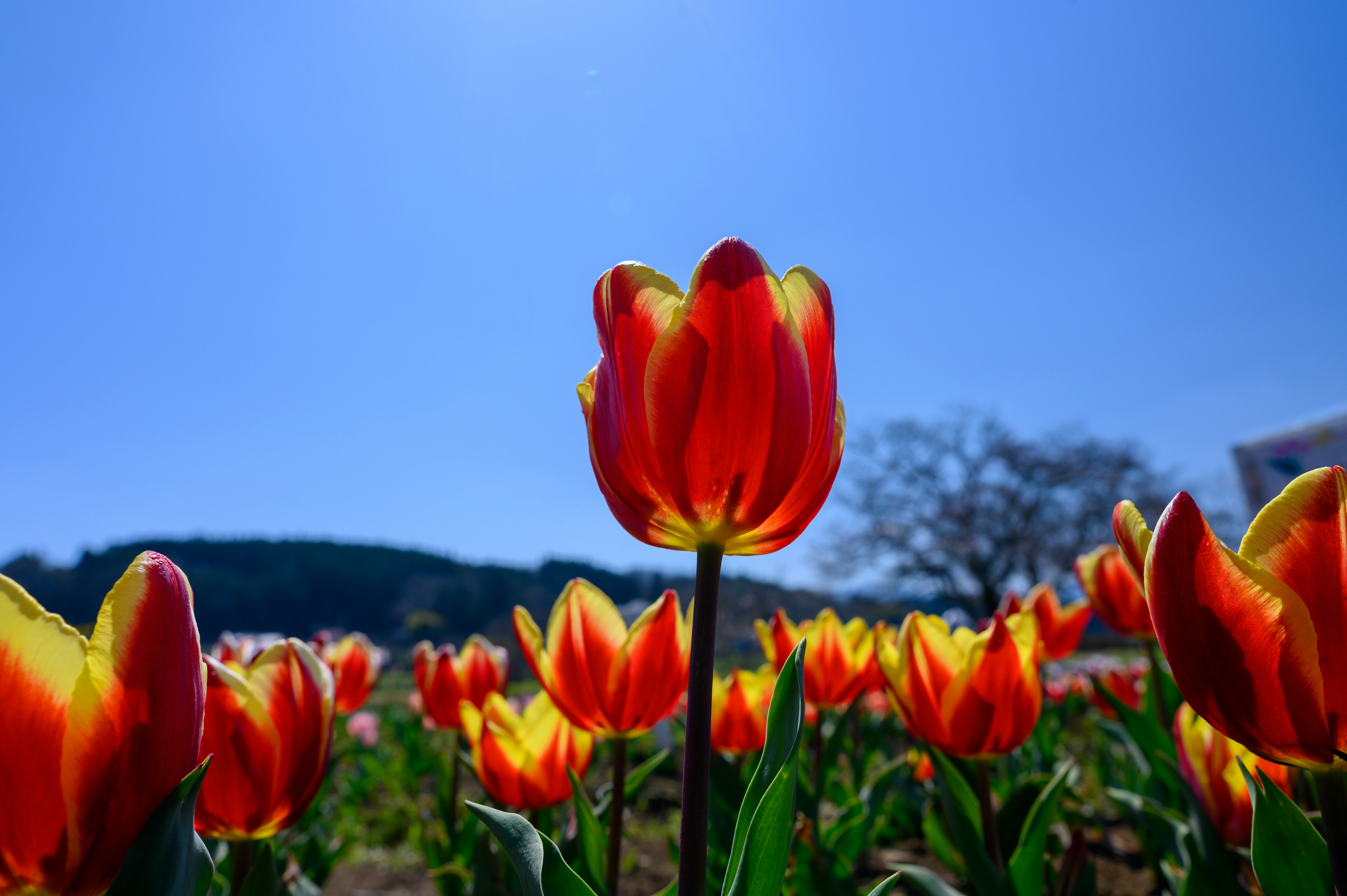 Center-Stage Tulip: A Fiery Bloom Rising Above a Sea of Flame-Tipped Petals