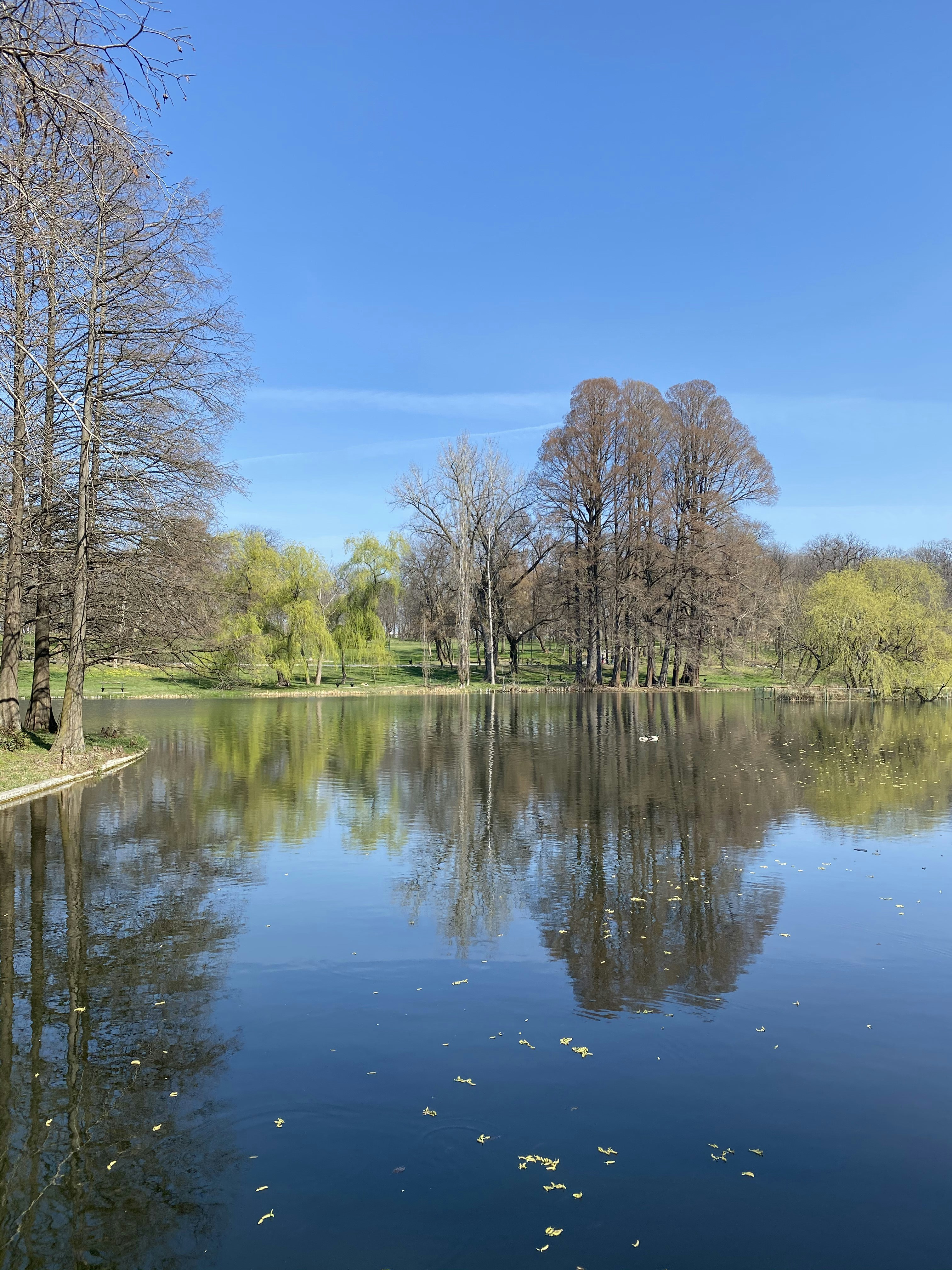 Árboles marrones junto al río bajo el cielo azul durante el día foto ...