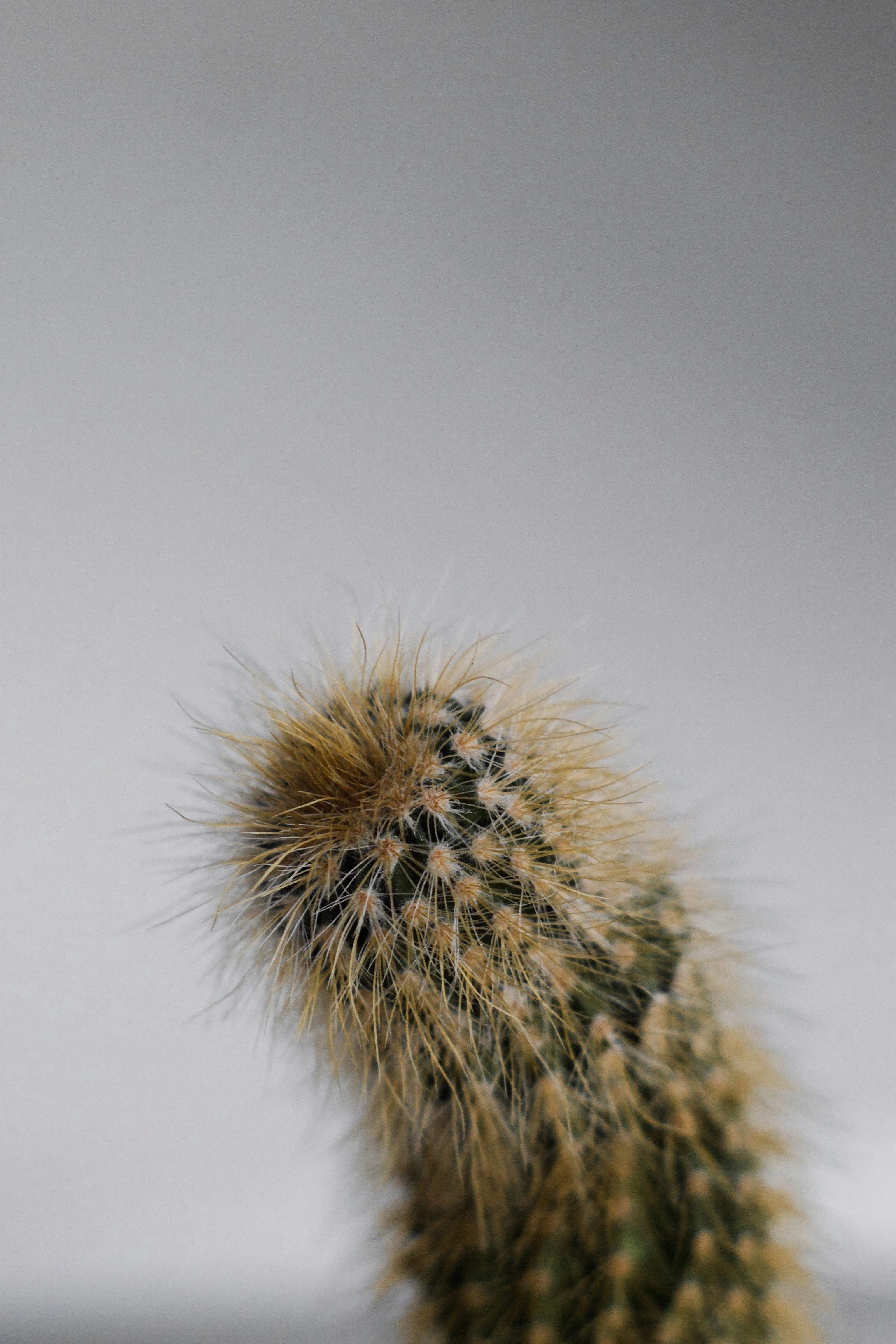 Spined Globe: A Portrait of a Distant Cactus Bloom