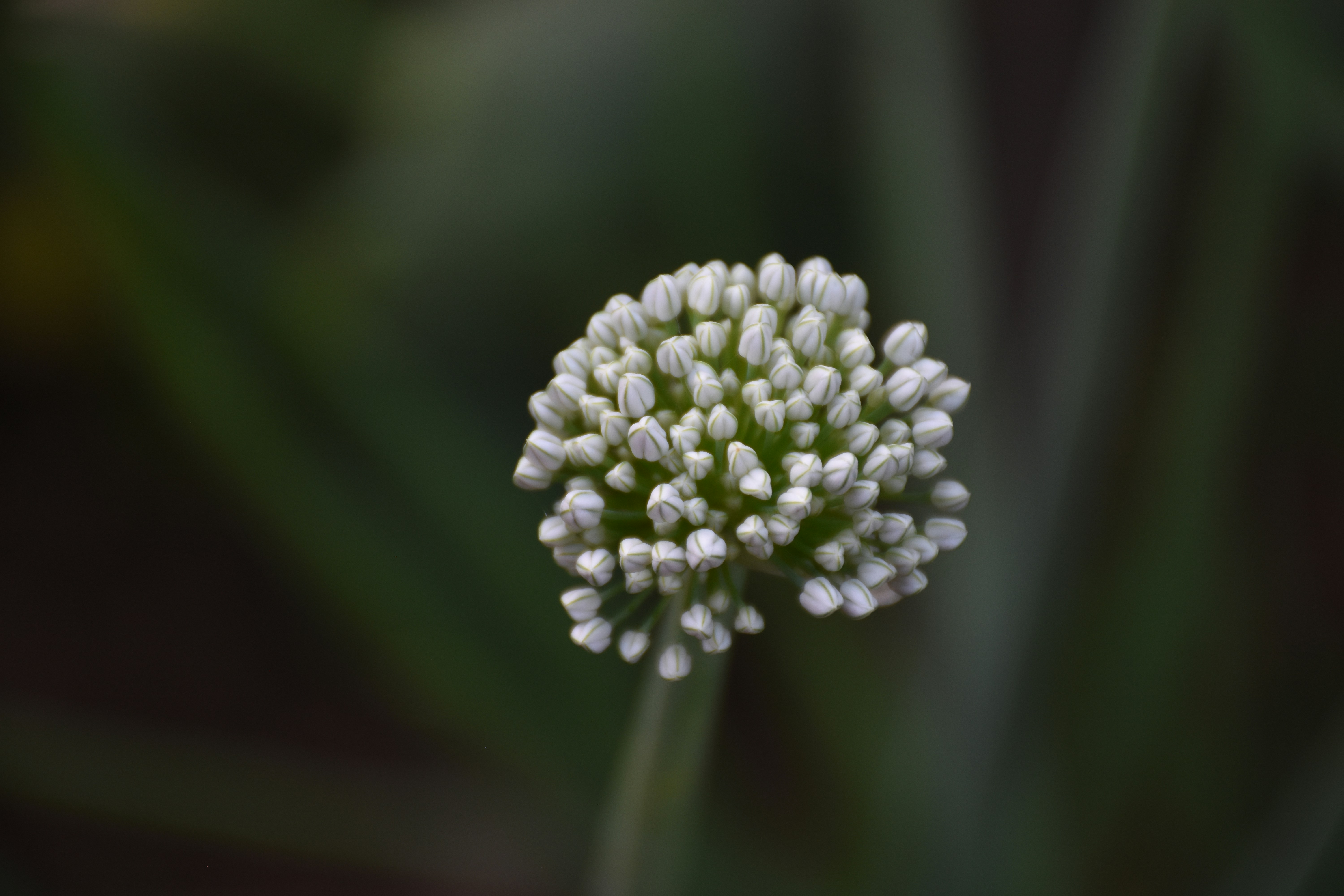 Onion flower grown in my grandparent's farm. The buds have not bloom yet. But they still look magnificent like a bunch of beautiful white tulip buds.  | white flower in tilt shift lens