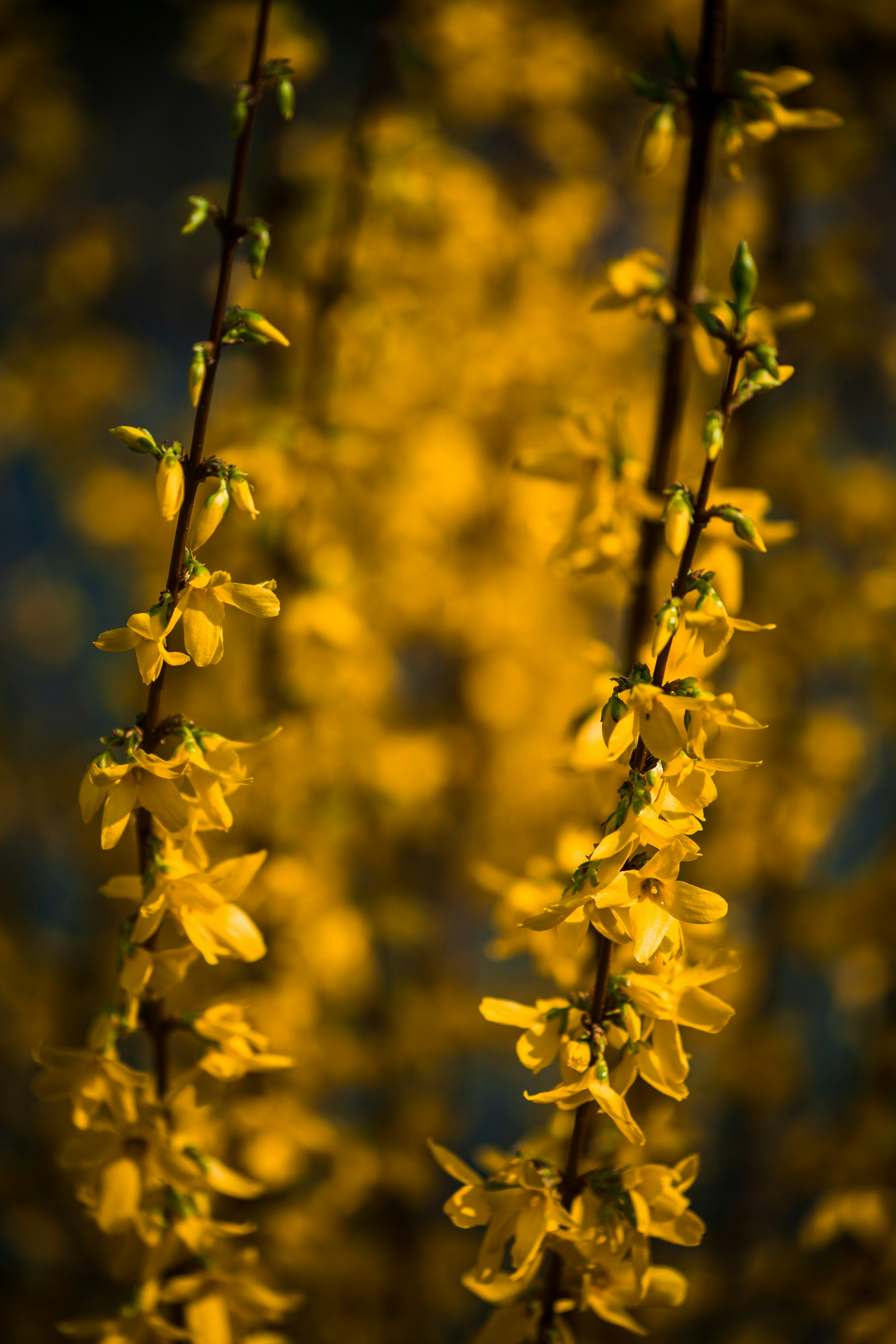 Delicate yellow flowers drape gracefully from slender branches, creating a vibrant display against a softly blurred background.