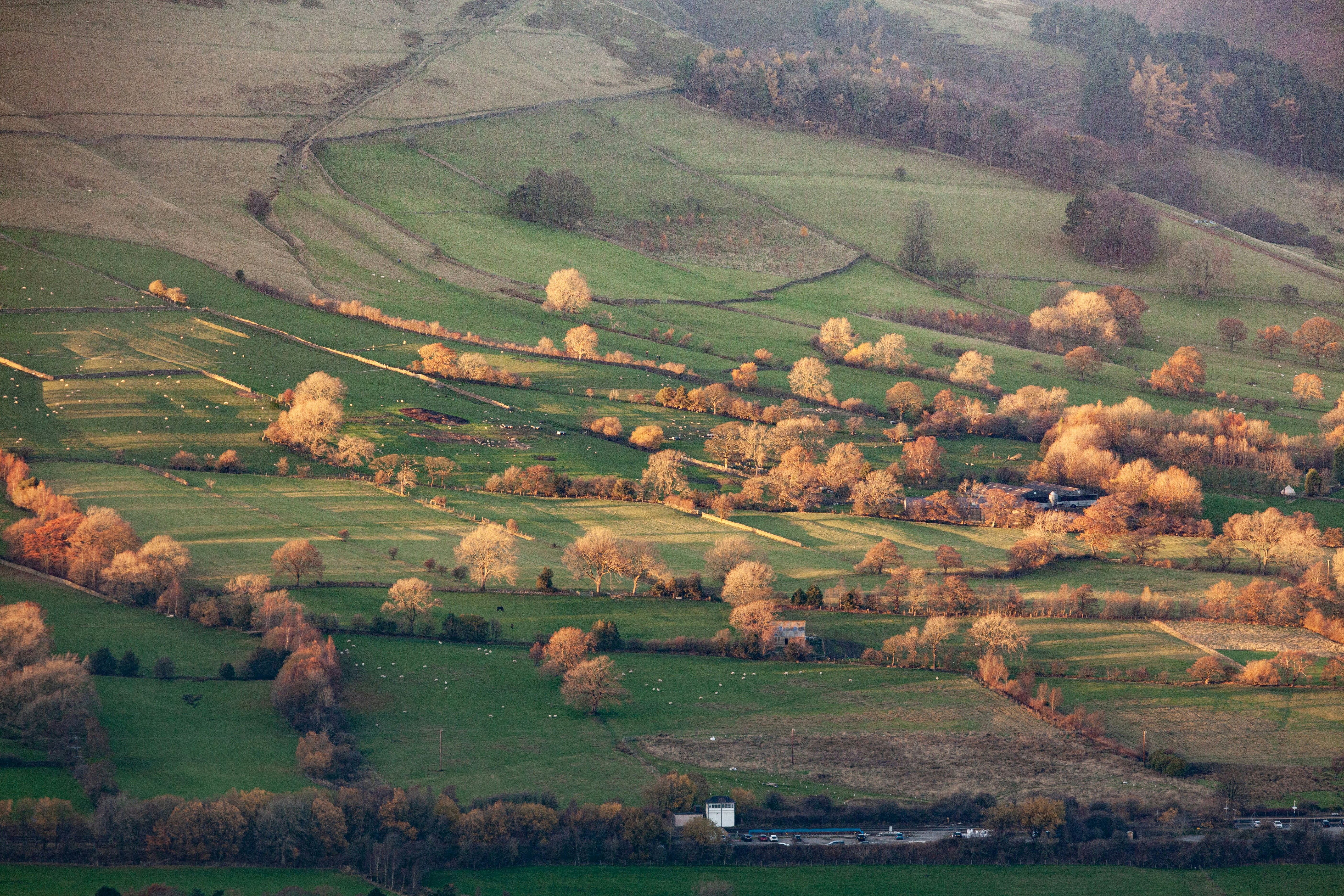 Amber Canopies Weave a Patchwork Valley